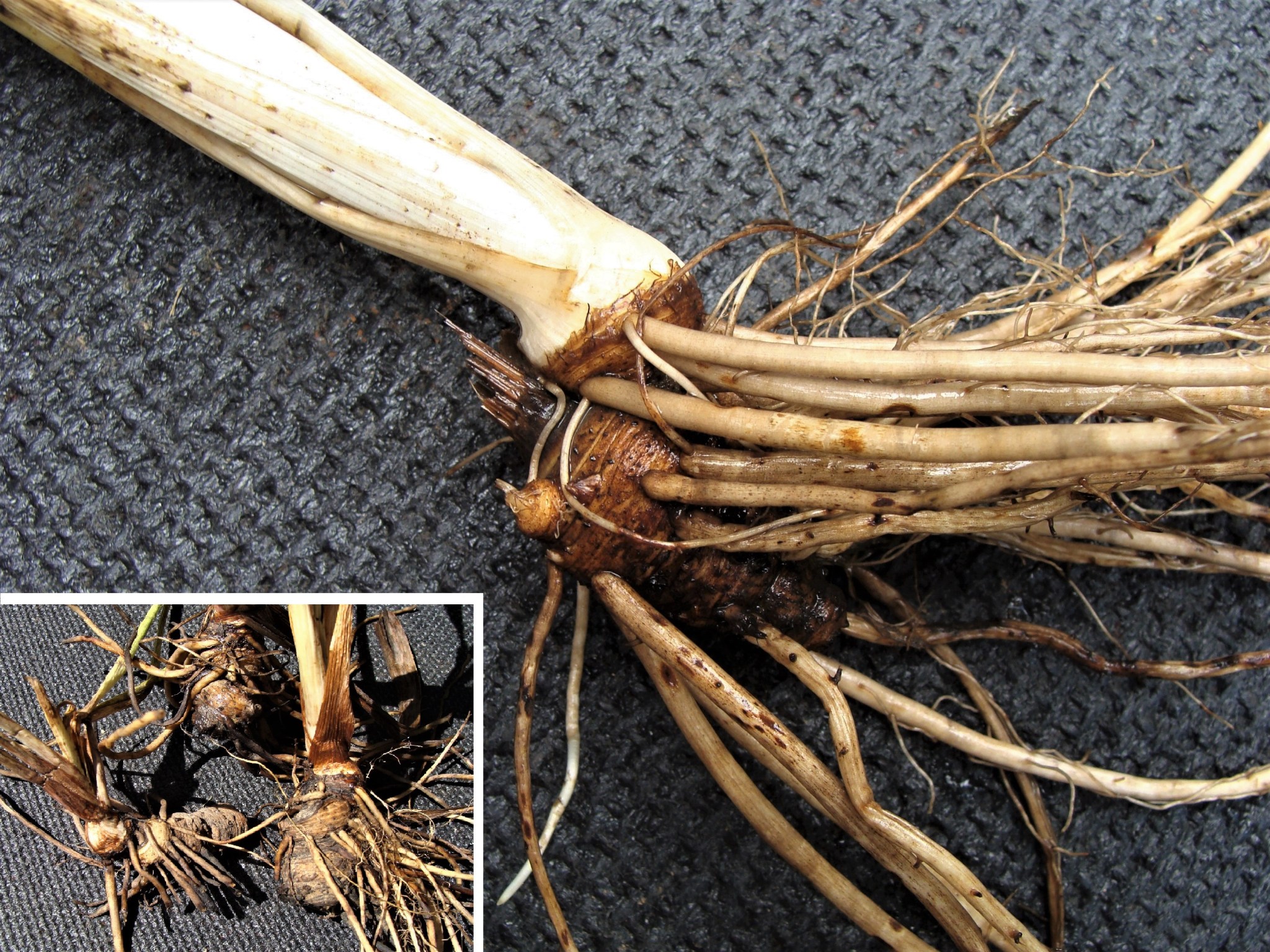 Know Your Natives – Rattlesnake Master | Arkansas Native Plant Society