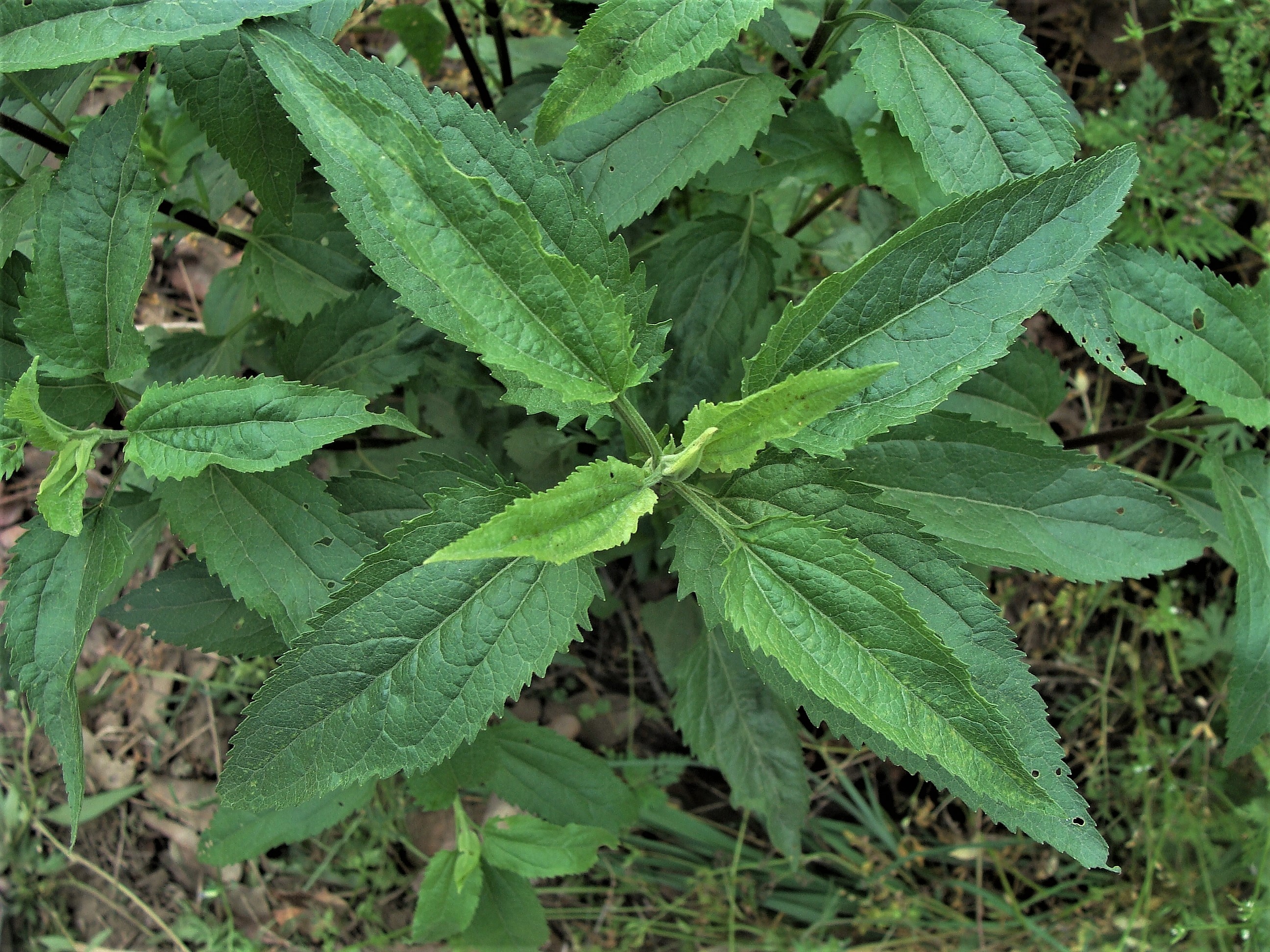 Know Your Natives – Late Boneset | Arkansas Native Plant Society