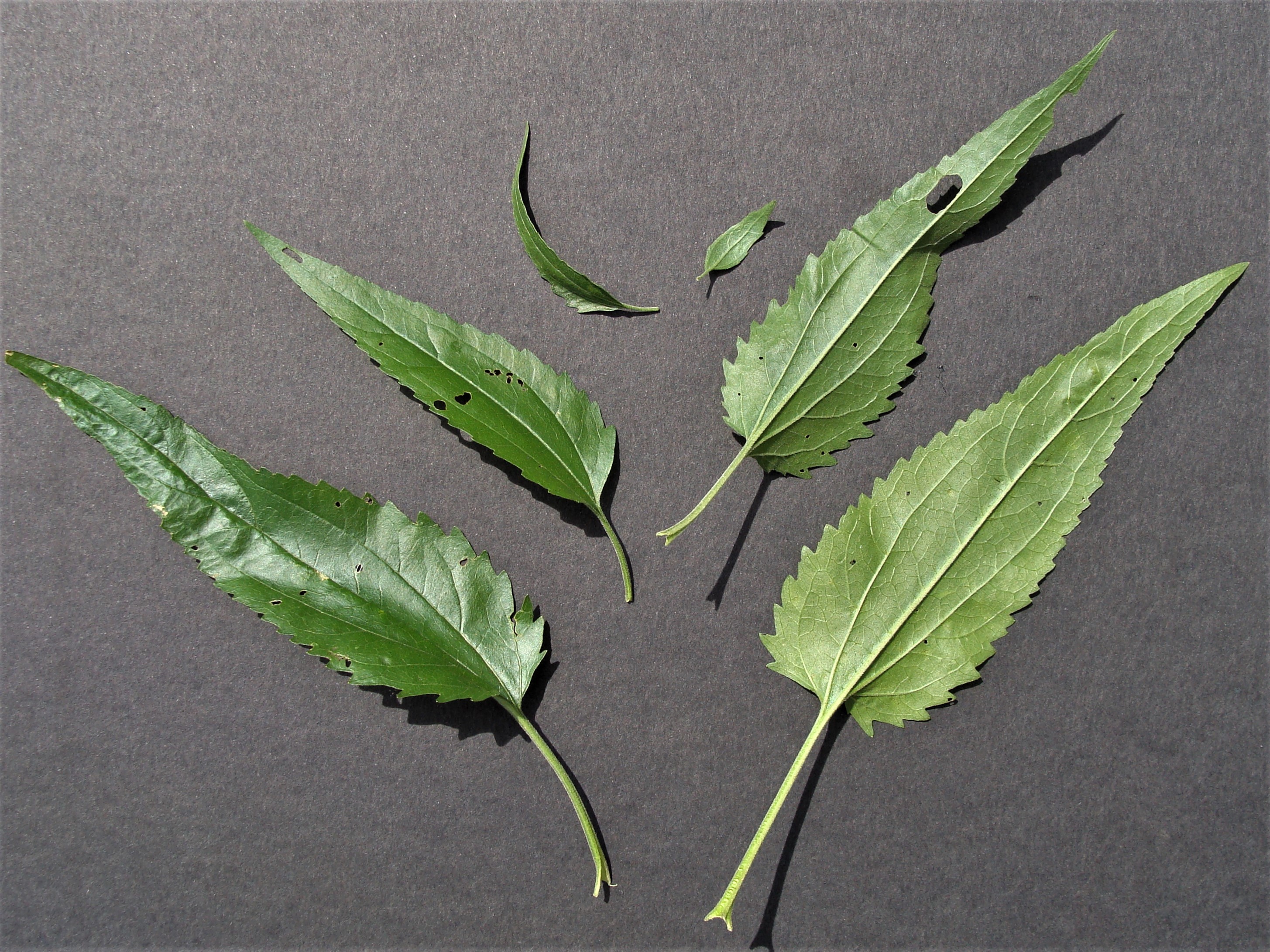 Know Your Natives – Late Boneset | Arkansas Native Plant Society