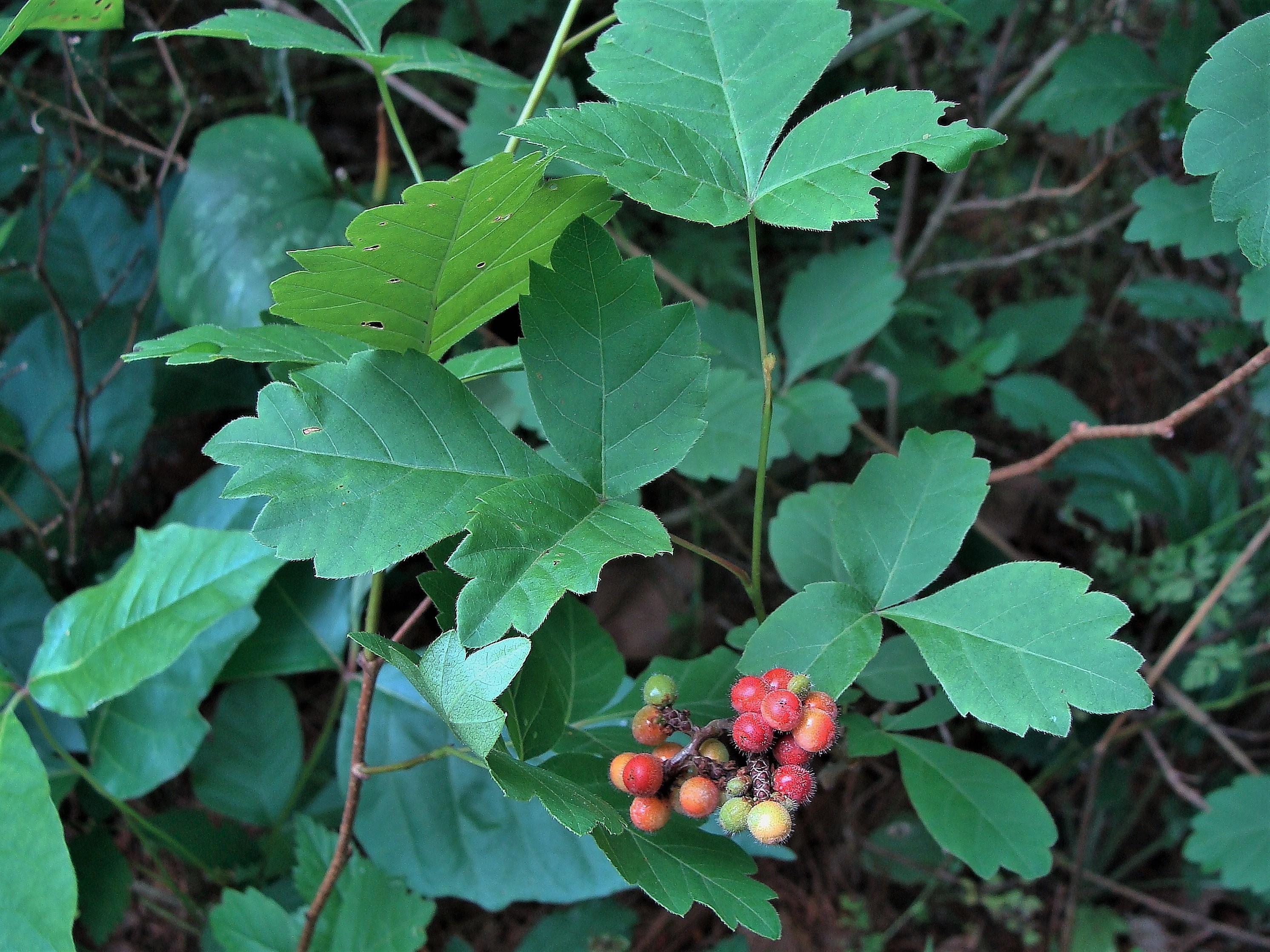 Arkansas Native Plants – Shrubs | Arkansas Native Plant Society