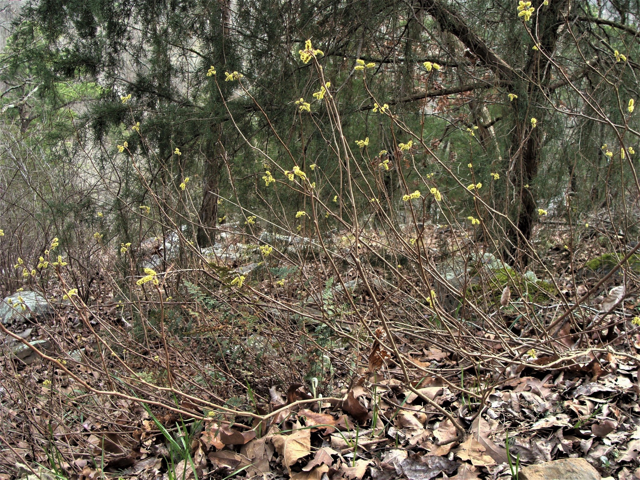 Know Your Natives – Fragrant Sumac | Arkansas Native Plant Society