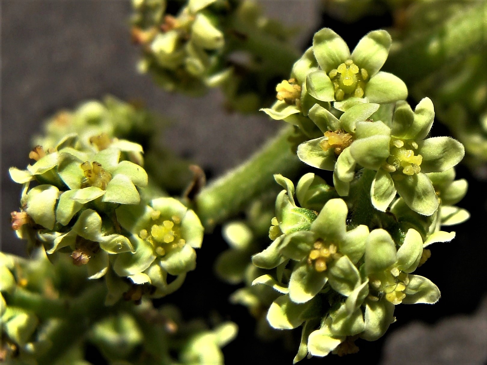 Know Your Natives – Winged Sumac | Arkansas Native Plant Society