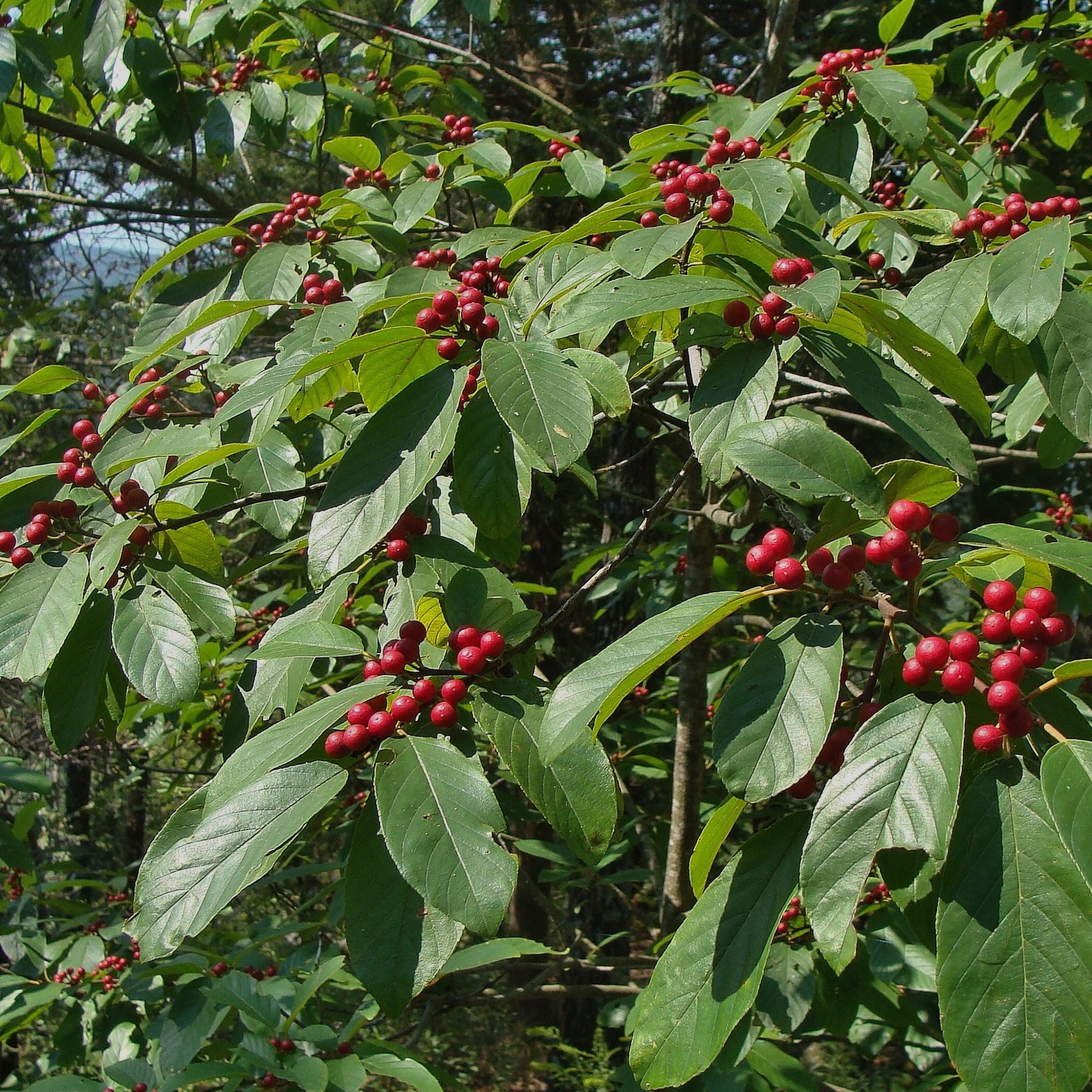 Arkansas Native Plants – Trees | Arkansas Native Plant Society