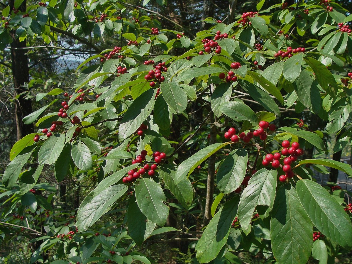 Arkansas Native Plants – Shrubs | Arkansas Native Plant Society