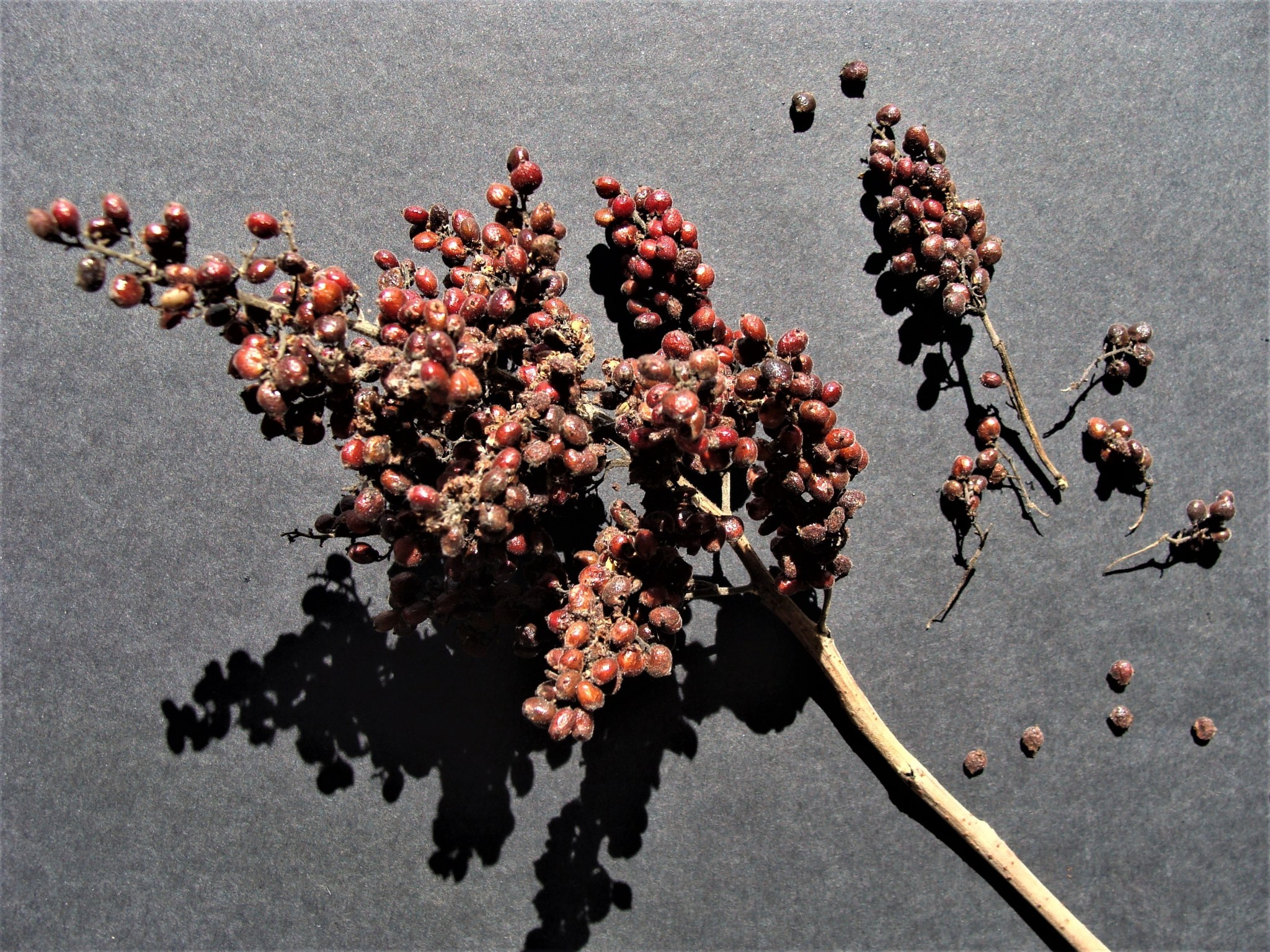 Know Your Natives – Winged Sumac | Arkansas Native Plant Society