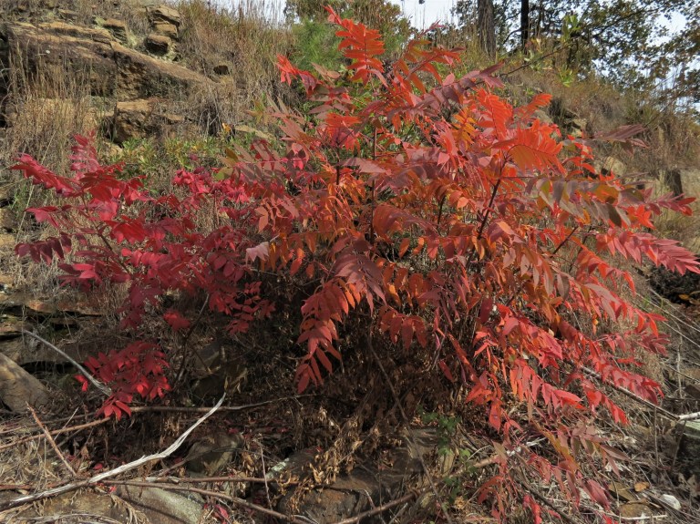 Know Your Natives – Winged Sumac | Arkansas Native Plant Society