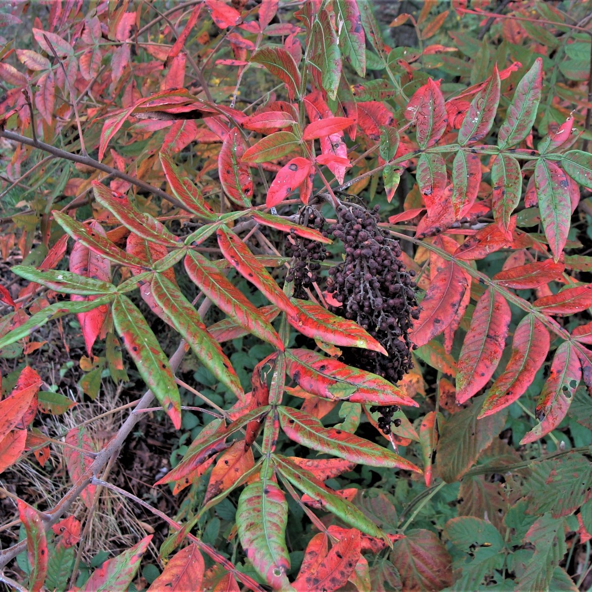 Arkansas Native Plants – Trees | Arkansas Native Plant Society