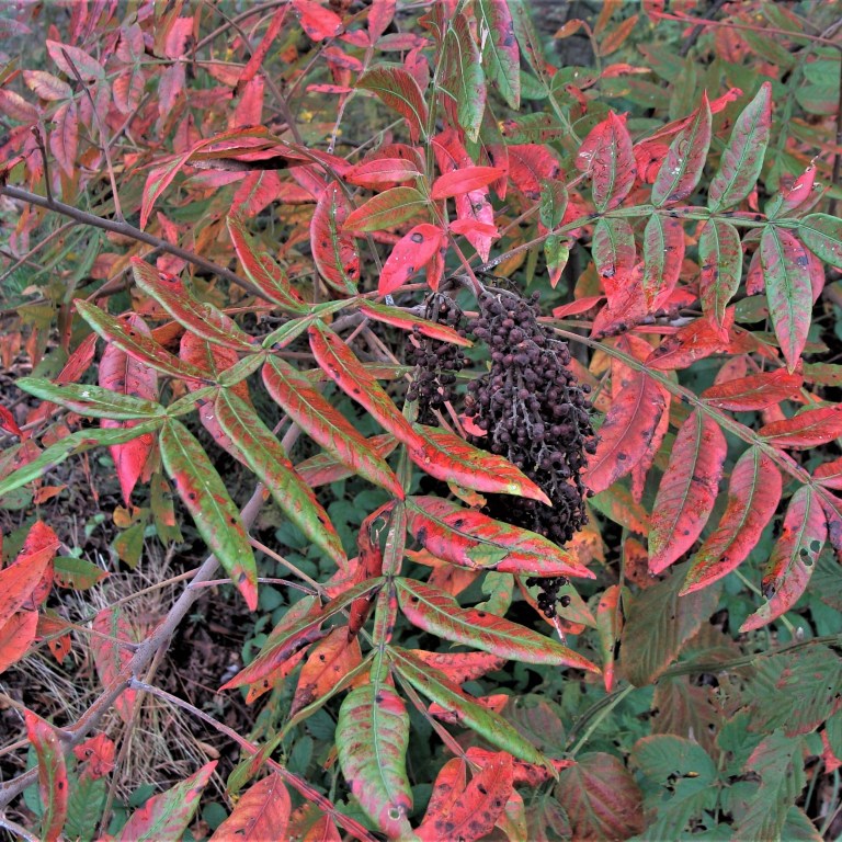 Arkansas Native Plants – Trees | Arkansas Native Plant Society