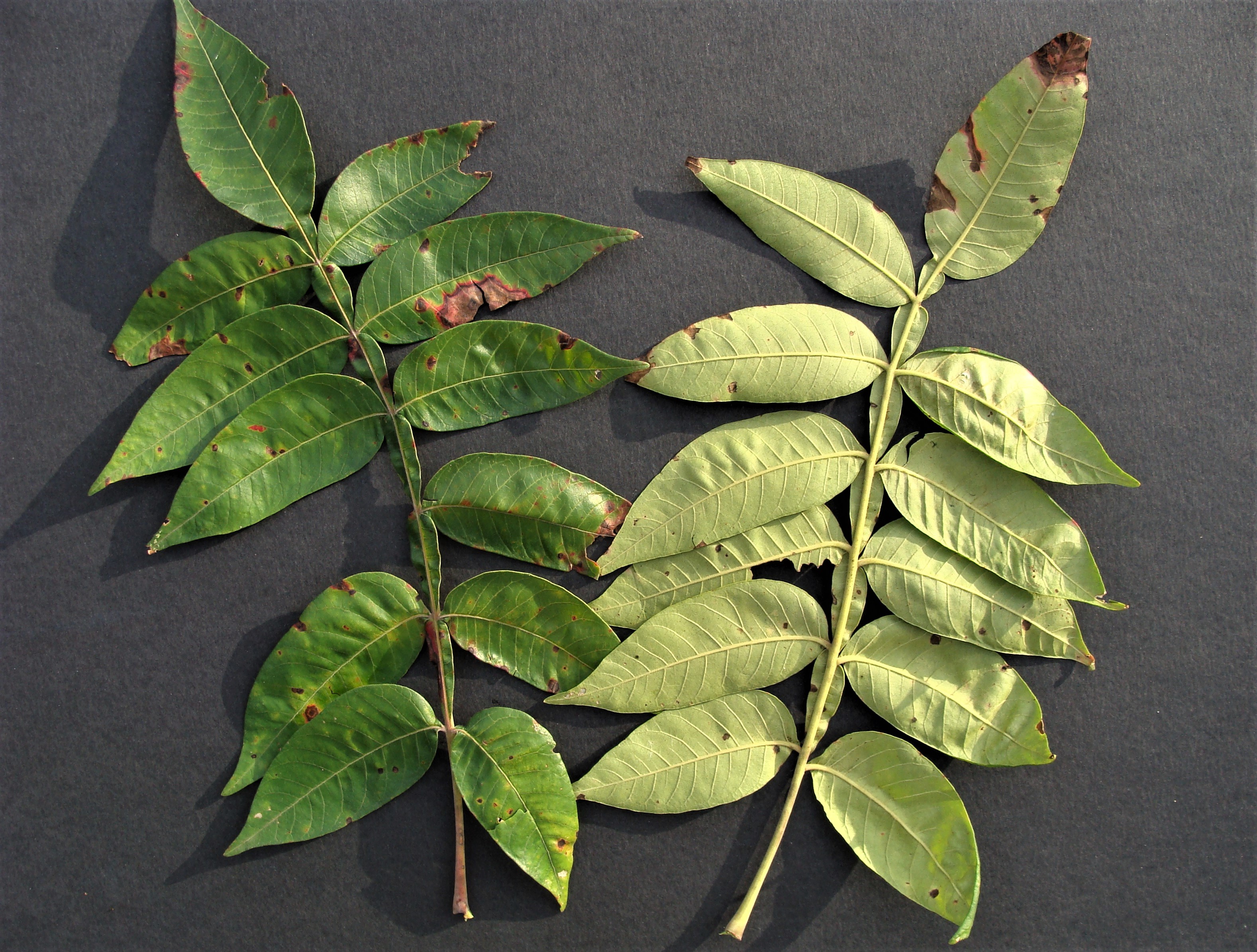 Know Your Natives – Winged Sumac | Arkansas Native Plant Society