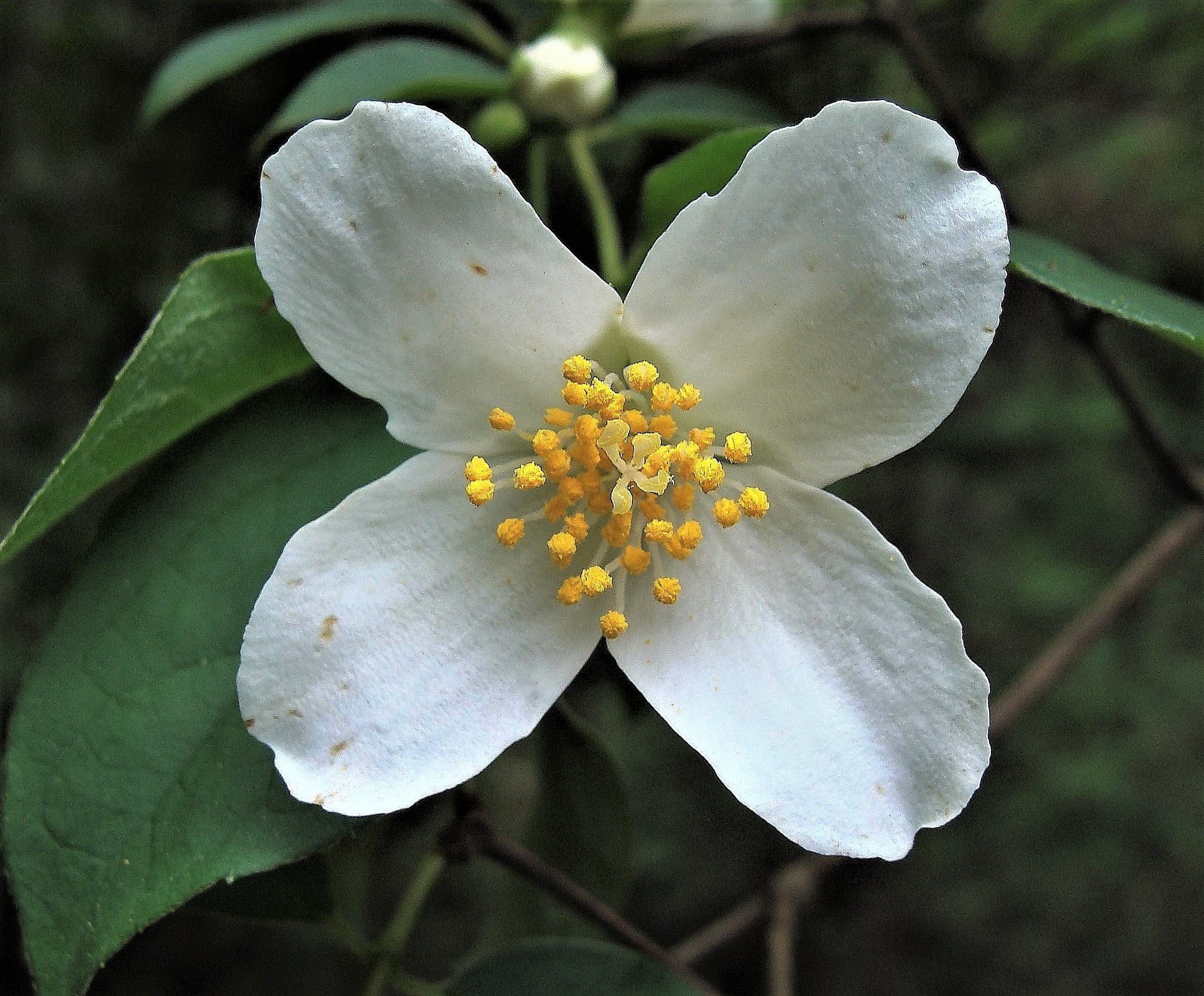 Arkansas Native Plants – Shrubs | Arkansas Native Plant Society