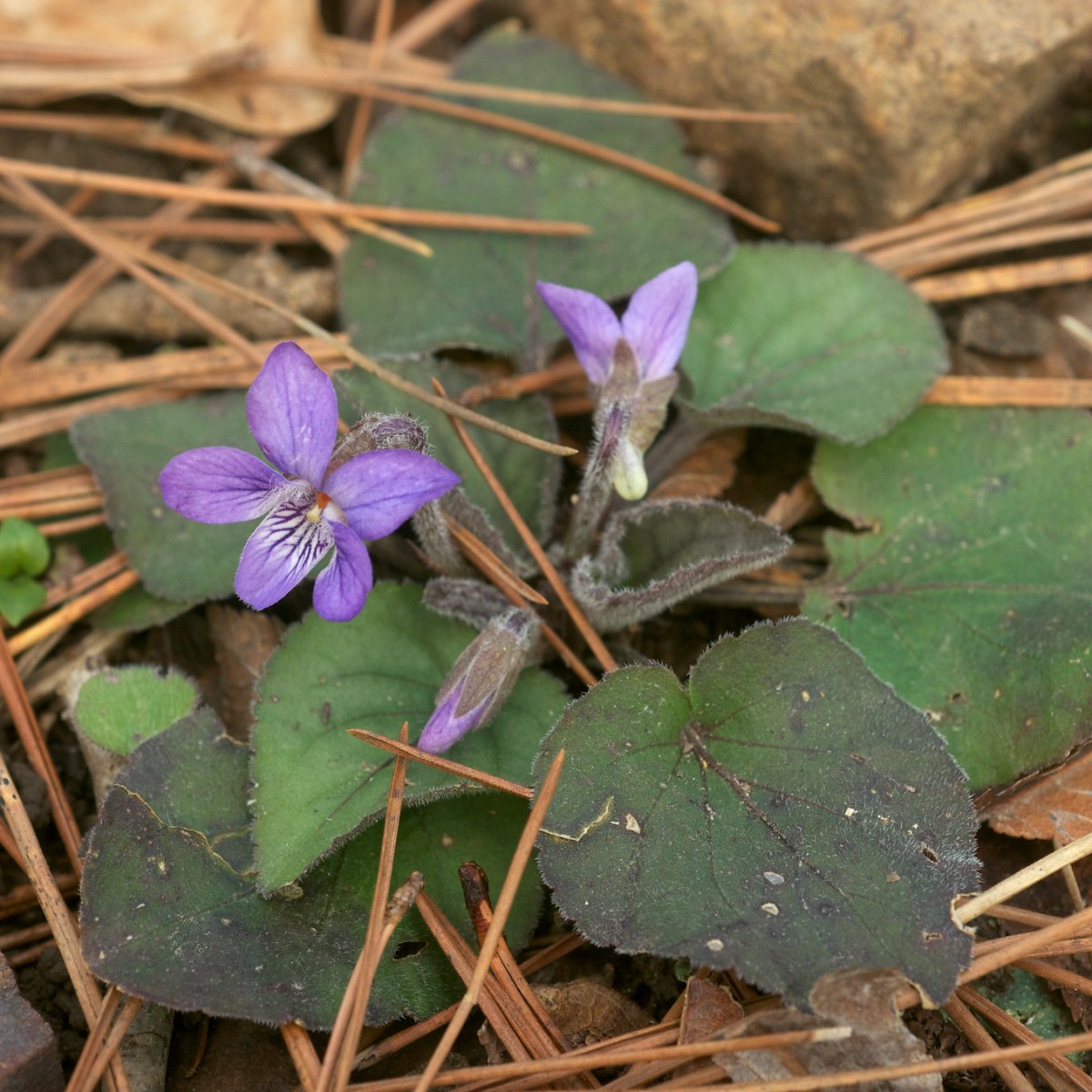 Arkansas Native Plants – Pink/Purple Flowers | Arkansas Native Plant ...