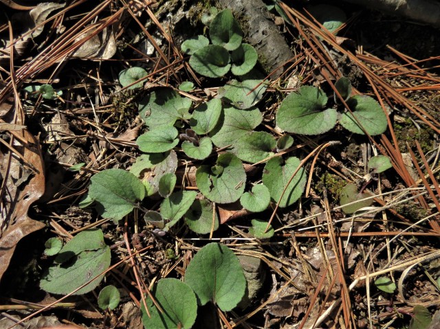 Know Your Natives – Southern Woolly Violet | Arkansas Native Plant Society