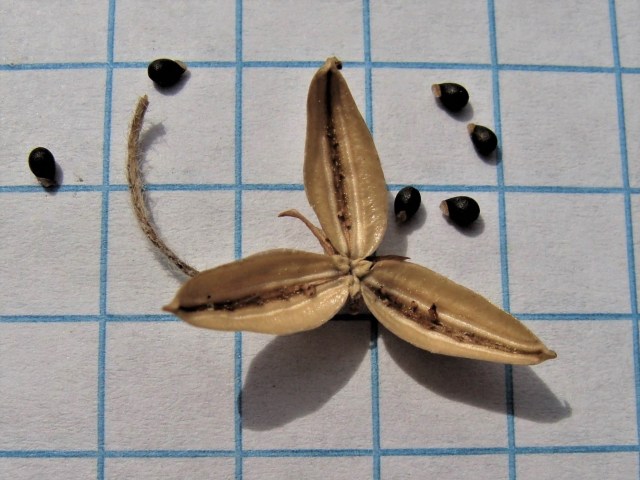 Know Your Natives – Southern Woolly Violet | Arkansas Native Plant Society