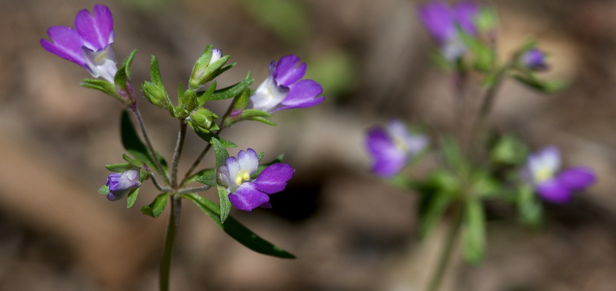 Know Your Natives – Violet Blue-Eyed Mary | Arkansas Native Plant Society