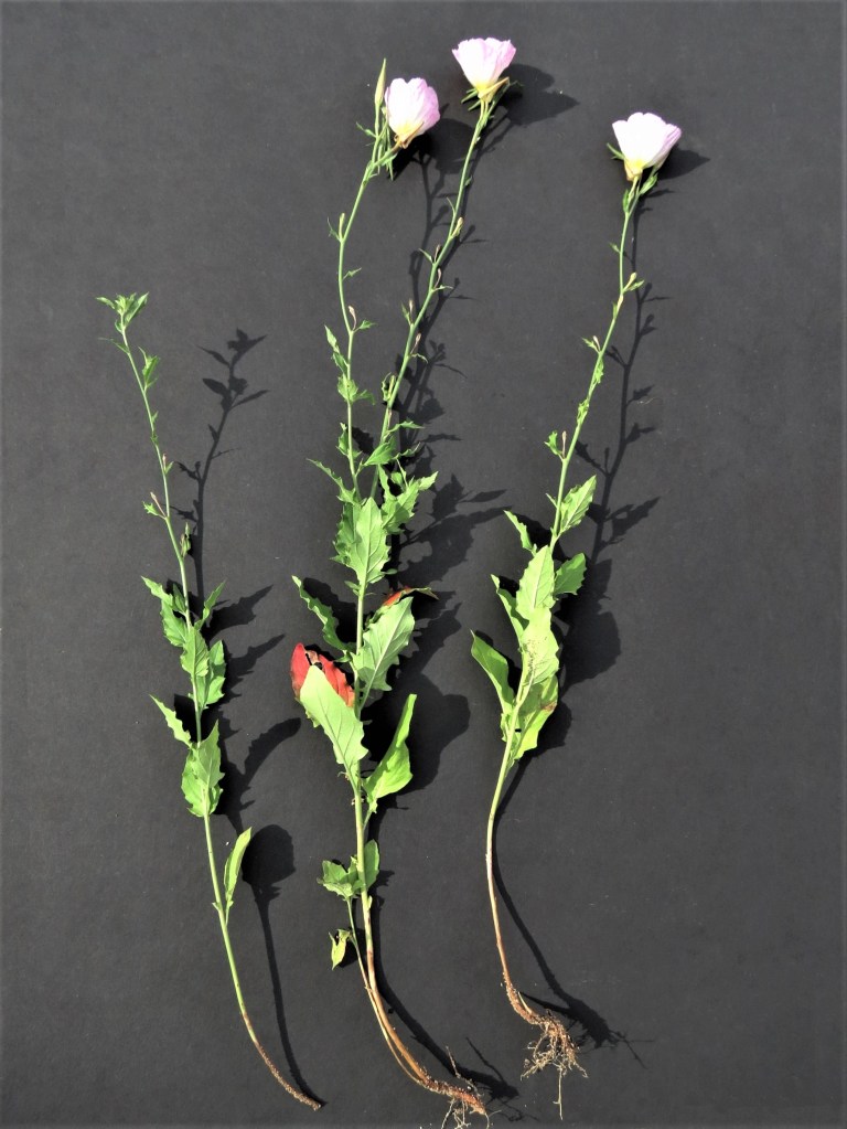 Know Your Natives – Showy Evening Primrose | Arkansas Native Plant Society