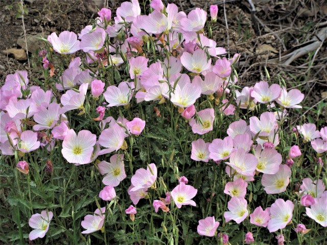 Know Your Natives – Showy Evening Primrose | Arkansas Native Plant Society