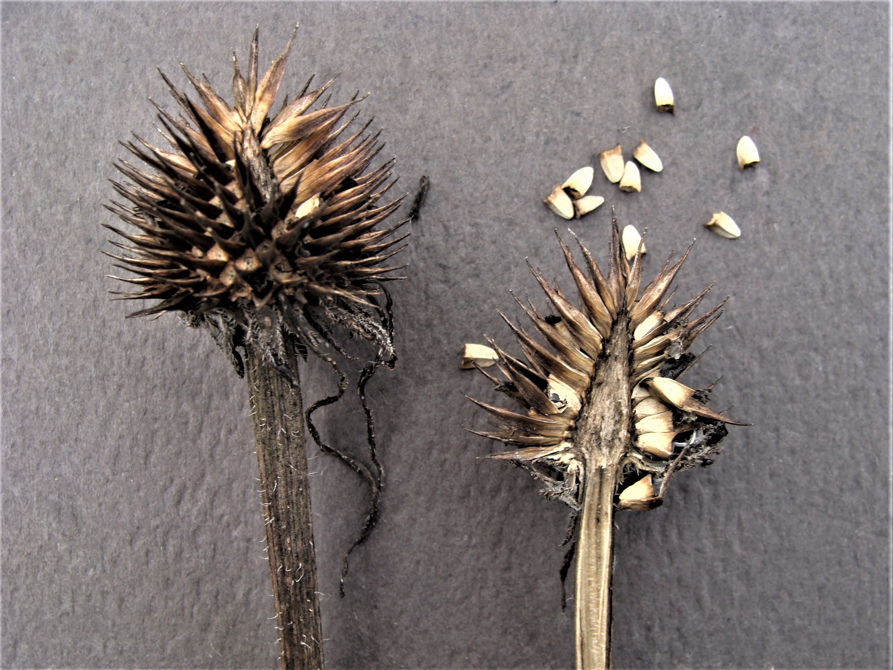 Know Your Natives – Pale Purple Coneflower | Arkansas Native Plant Society