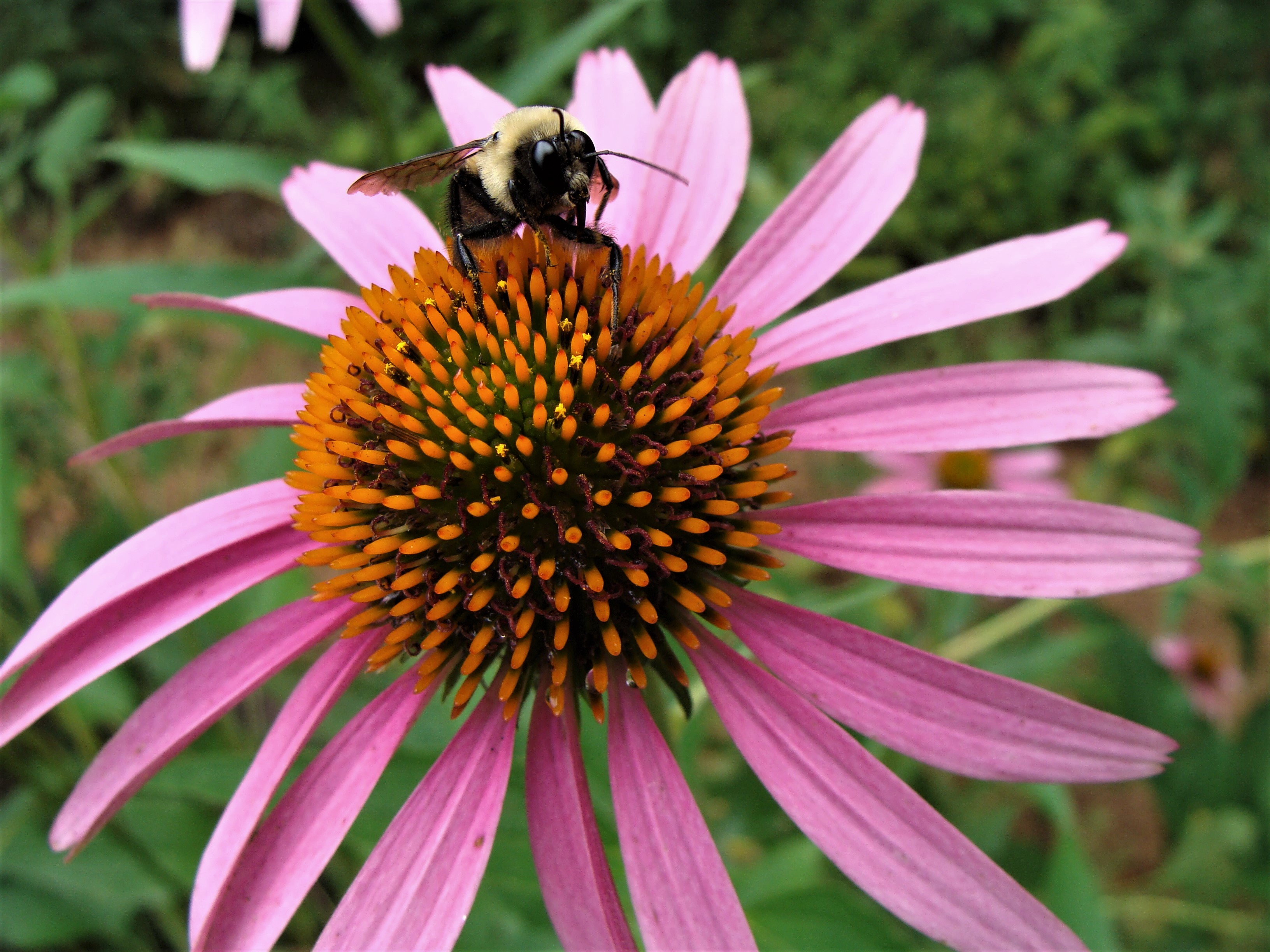 Know Your Natives – Purple Coneflower | Arkansas Native Plant Society