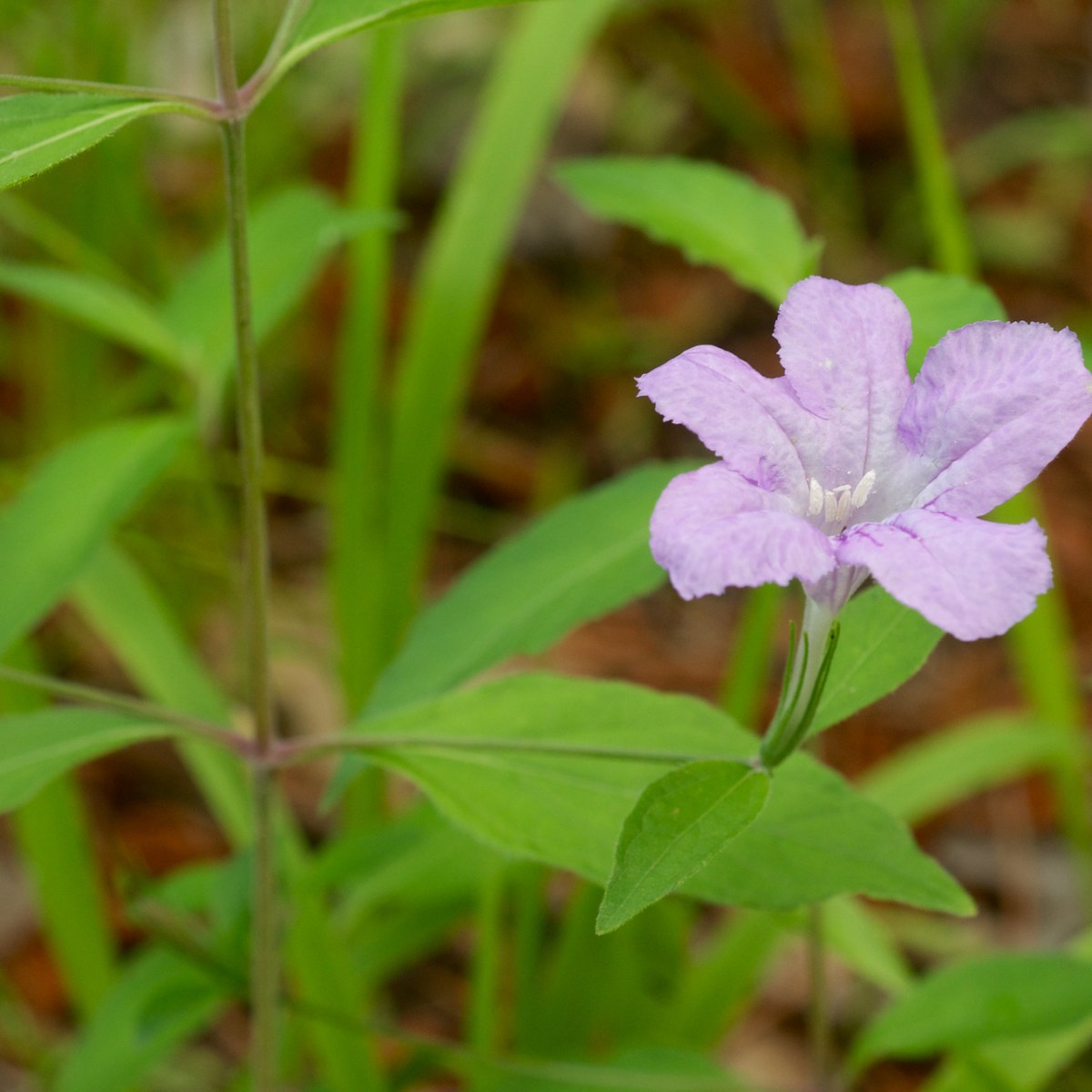 Arkansas Native Plants – Pink/Purple Flowers | Arkansas Native Plant ...