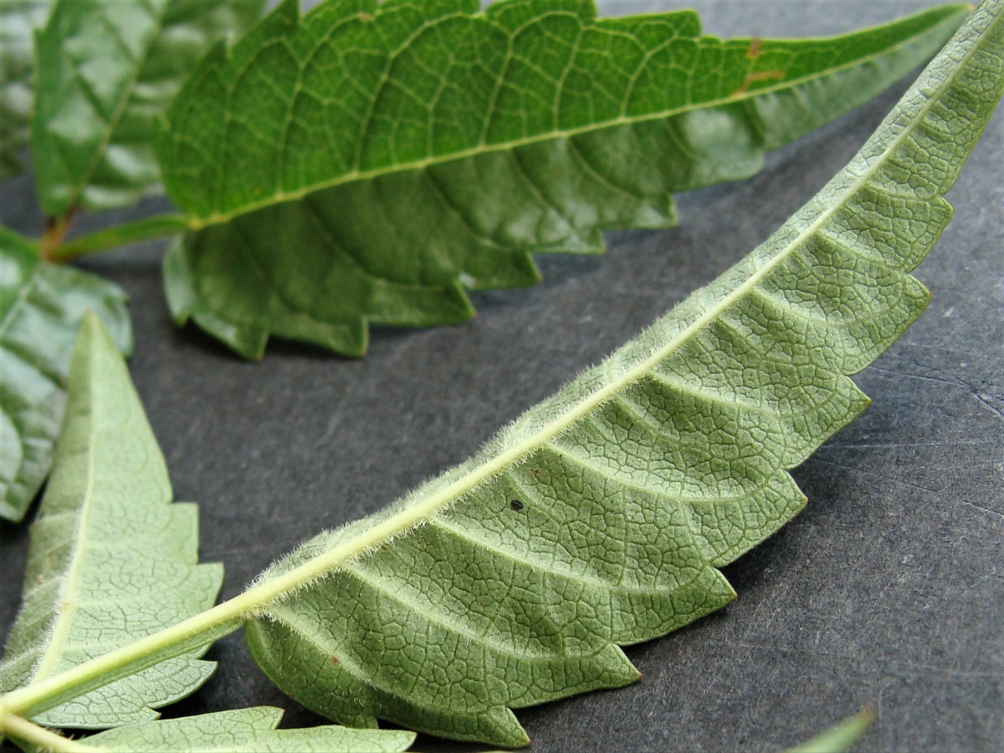 Know Your Natives – Trumpet Vine | Arkansas Native Plant Society