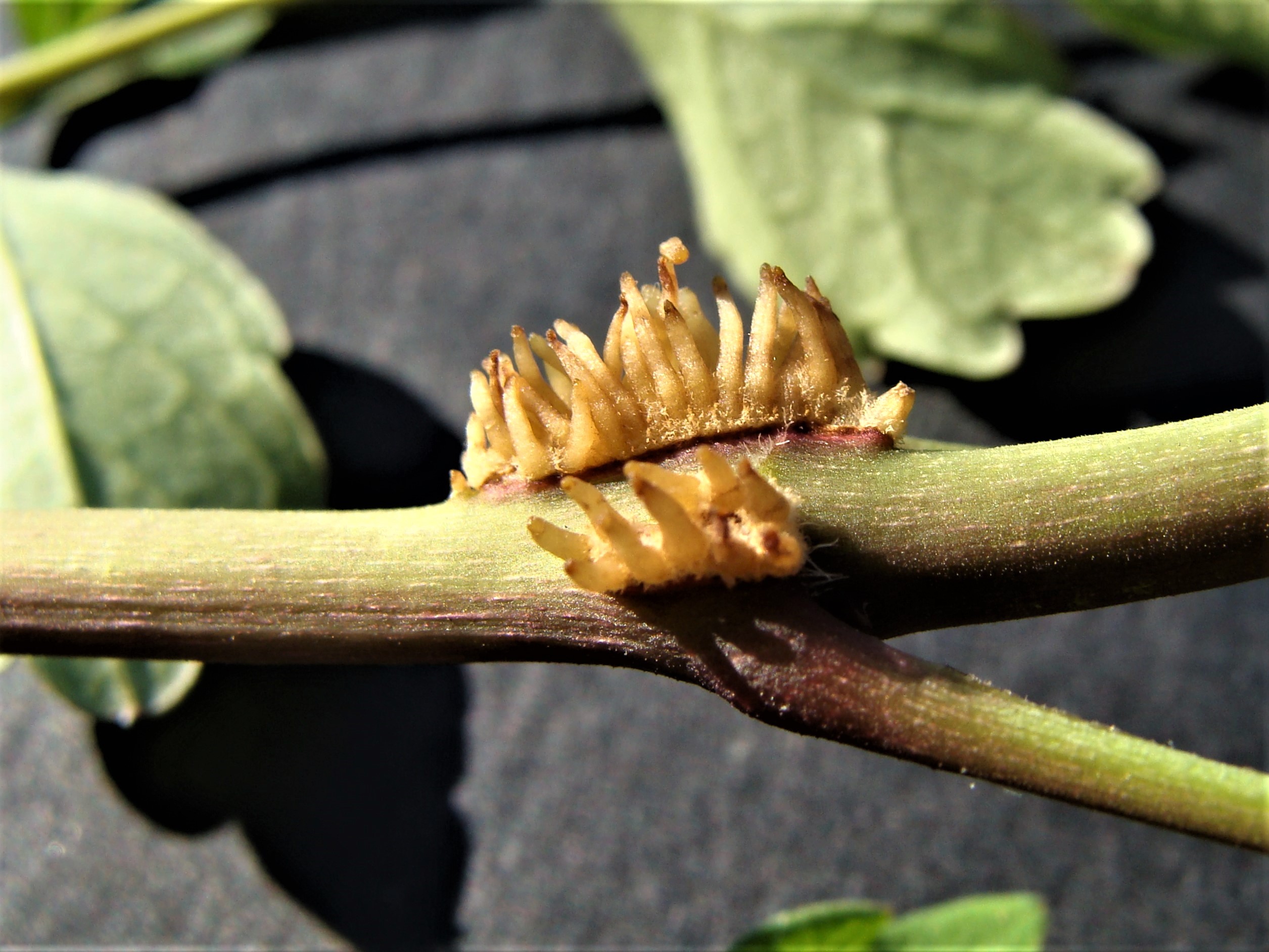 Know Your Natives – Trumpet Vine | Arkansas Native Plant Society