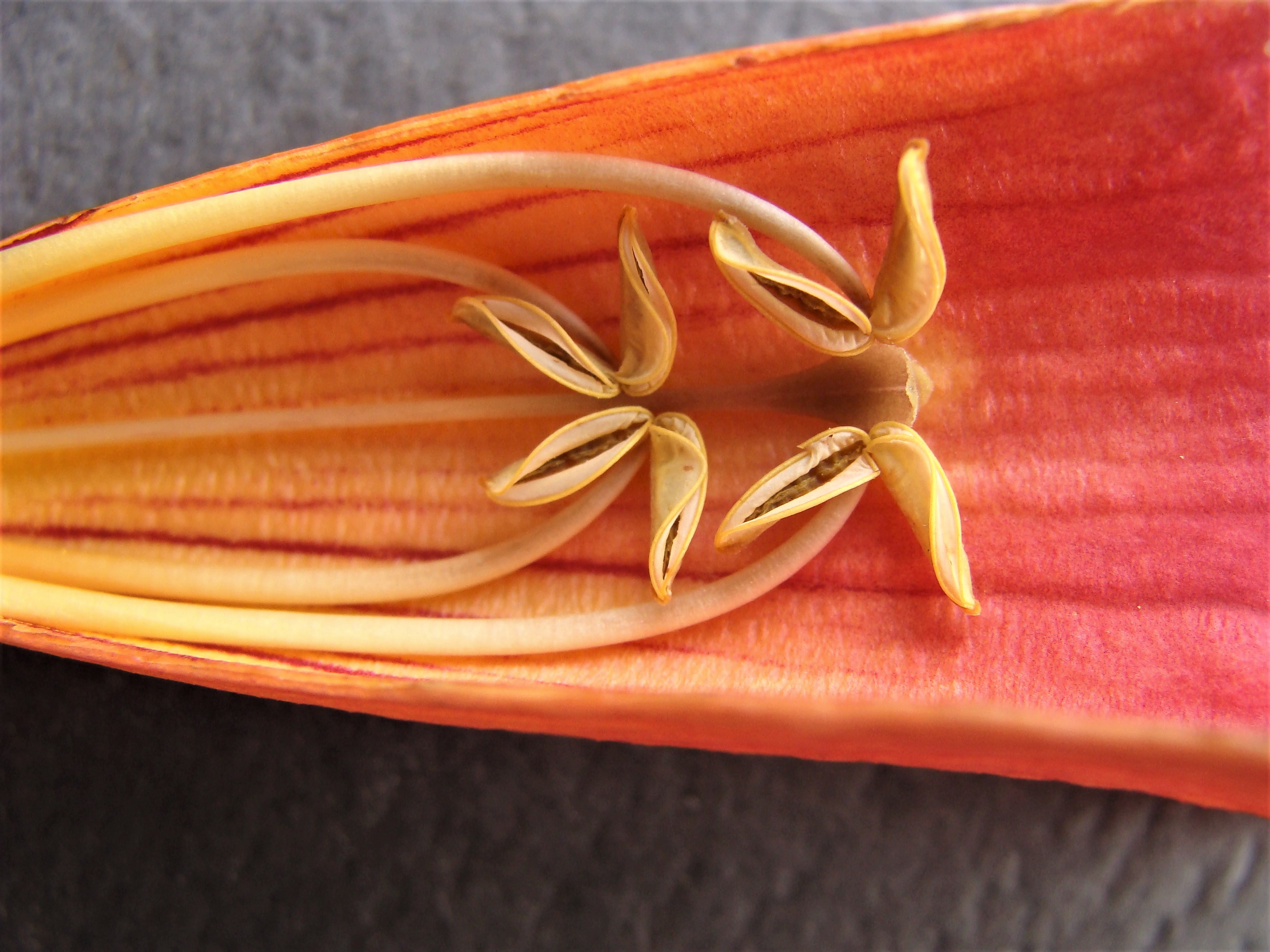 Know Your Natives – Trumpet Vine | Arkansas Native Plant Society