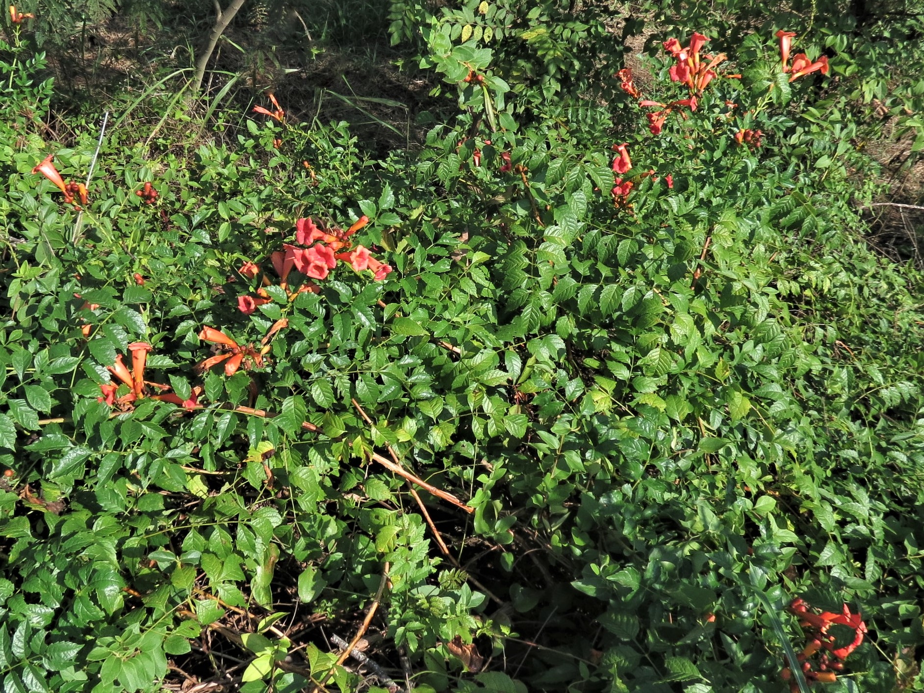 Know Your Natives – Trumpet Vine | Arkansas Native Plant Society