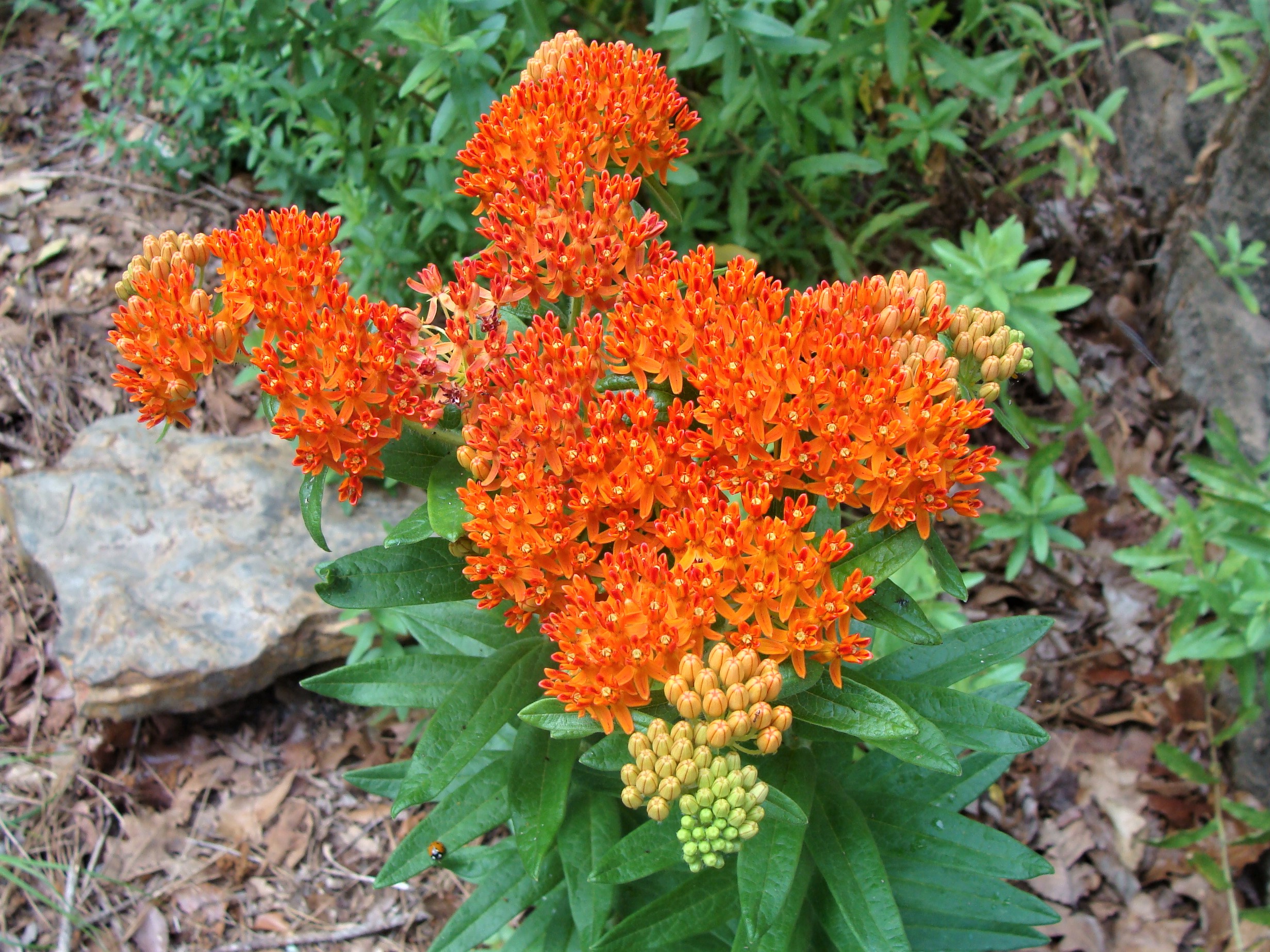 Arkansas Native Plants – Vines | Arkansas Native Plant Society