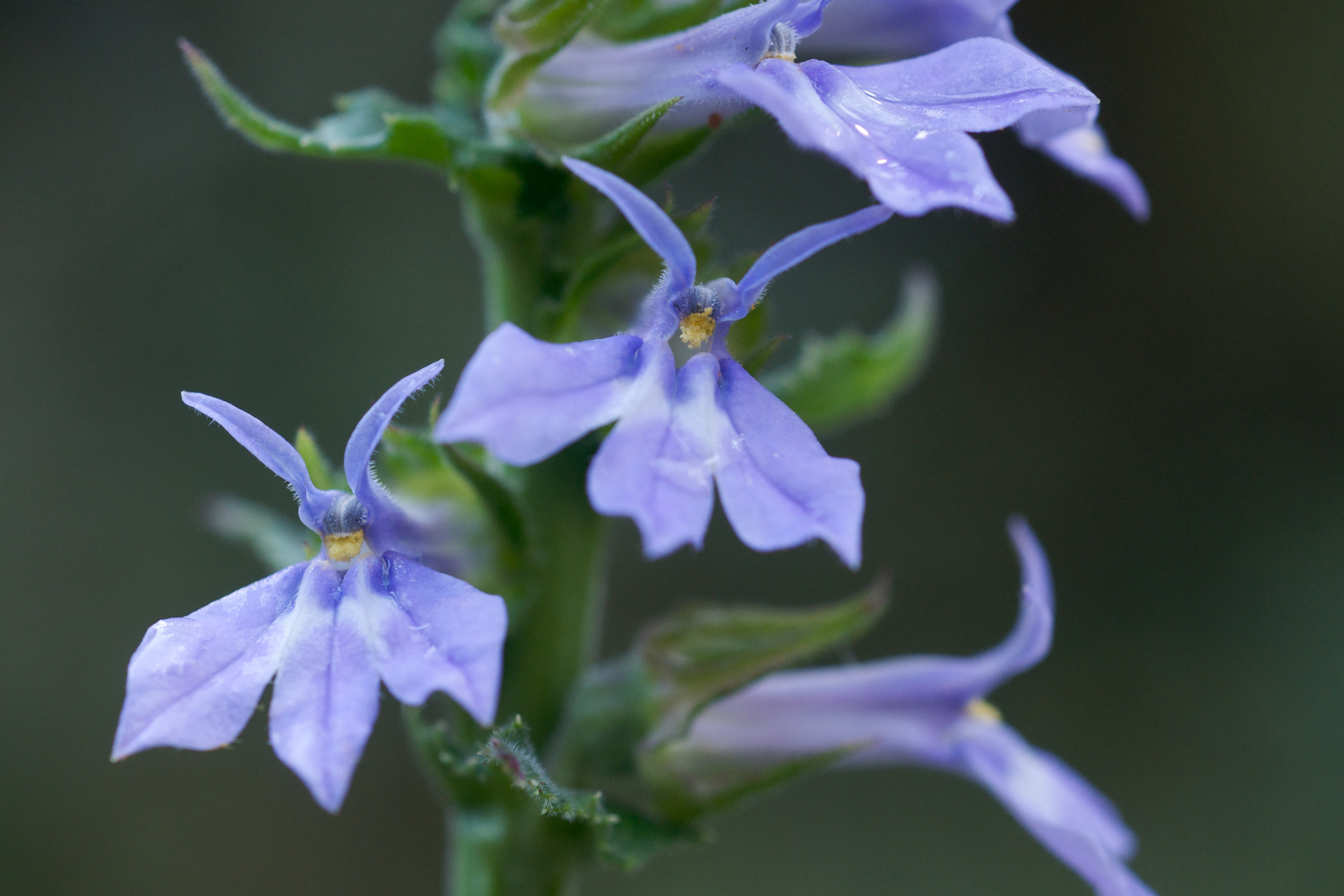 Arkansas Native Plants – Pink/Purple Flowers | Arkansas Native Plant ...