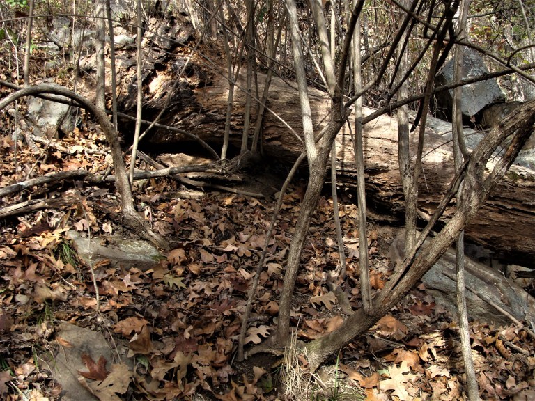 Know Your Natives – Rough Leaf Dogwood | Arkansas Native Plant Society