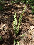 Know Your Natives – Ebony Spleenwort | Arkansas Native Plant Society