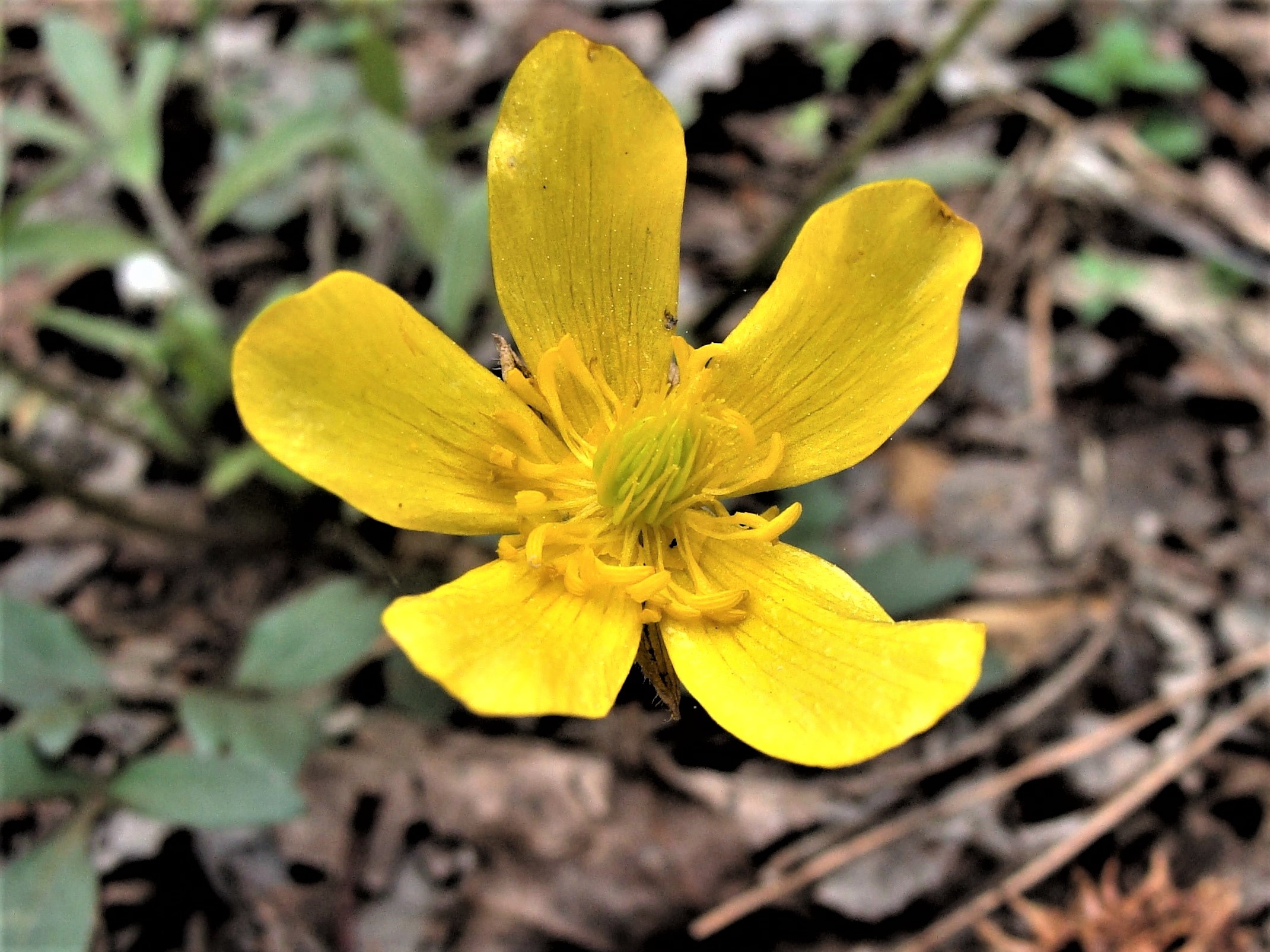 Know Your Natives – Hispid Buttercup | Arkansas Native Plant Society