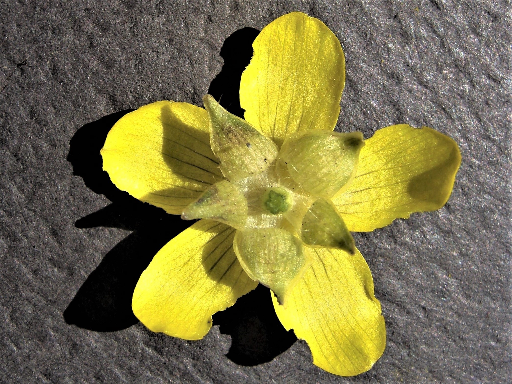 Know Your Natives – Hispid Buttercup | Arkansas Native Plant Society