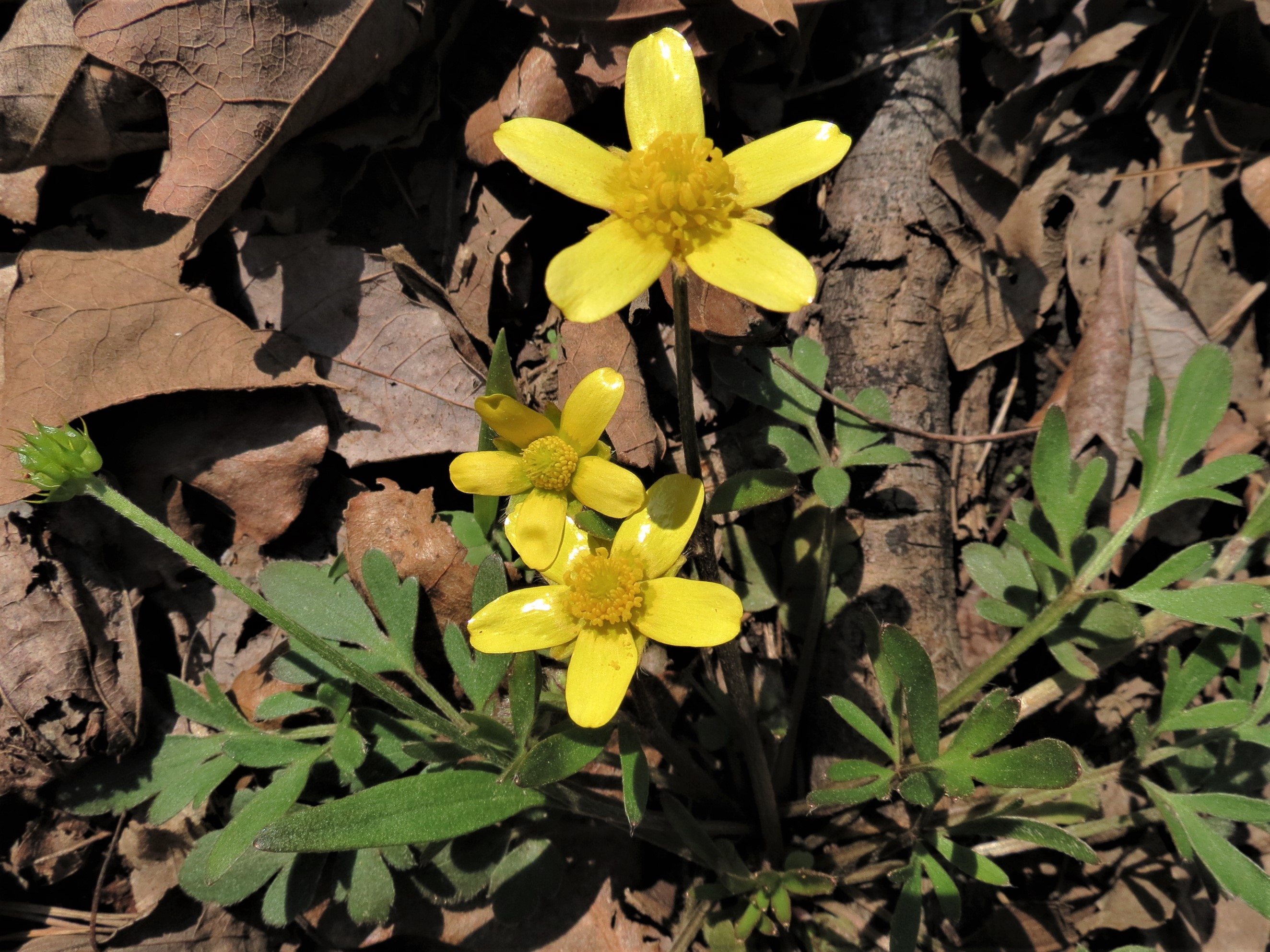 Know Your Natives – Hispid Buttercup | Arkansas Native Plant Society