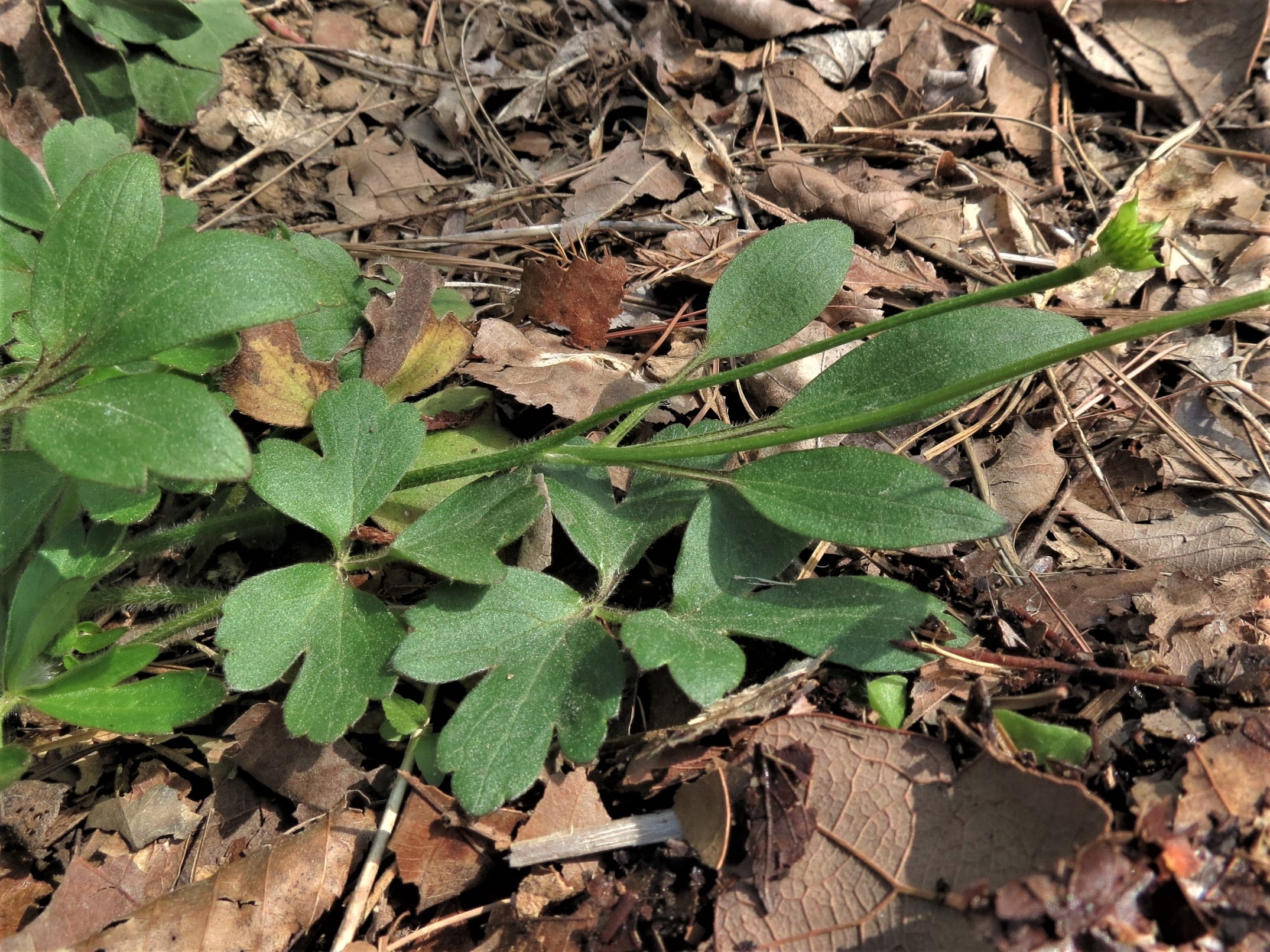 Know Your Natives – Hispid Buttercup | Arkansas Native Plant Society
