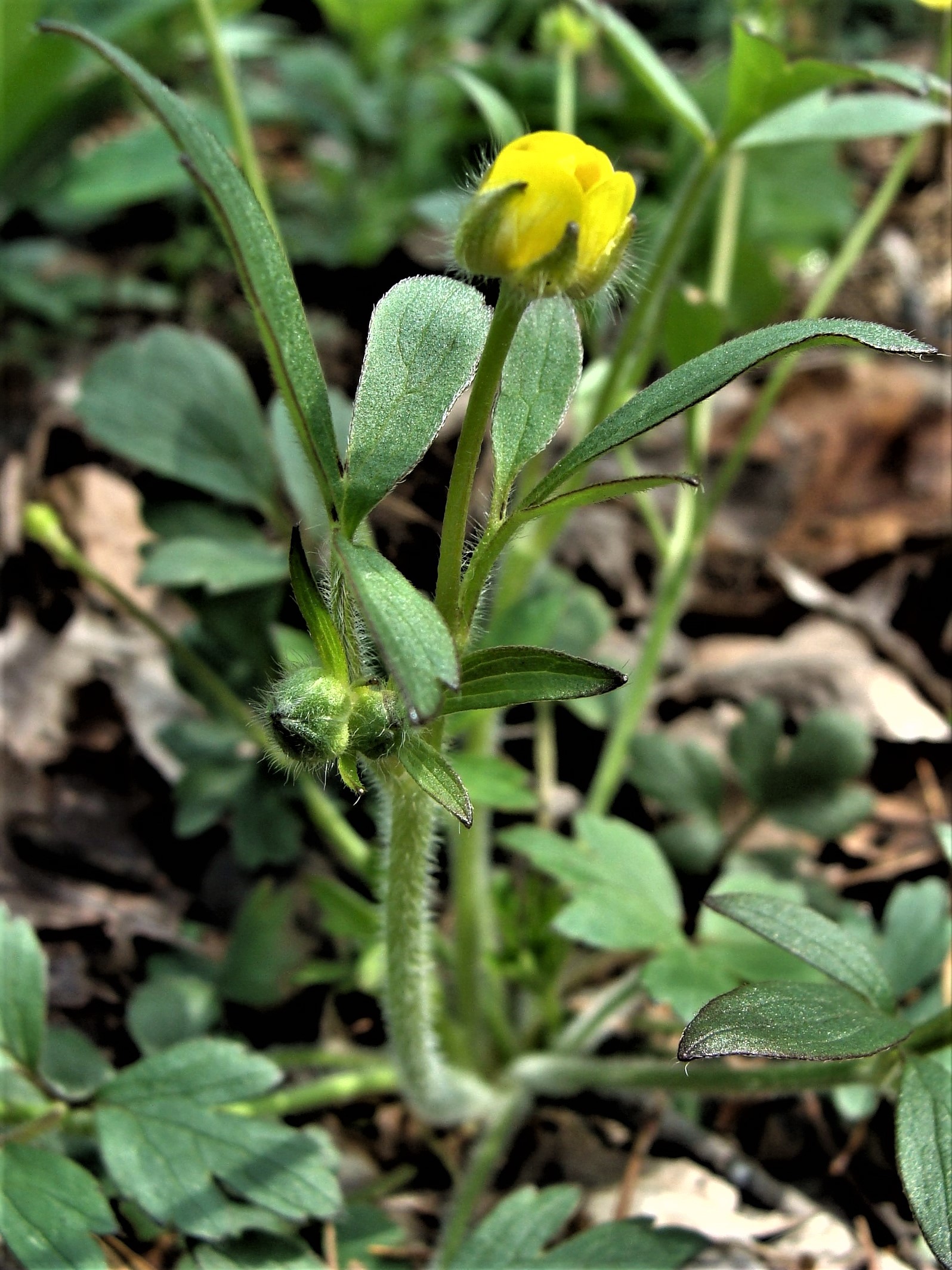Know Your Natives – Hispid Buttercup | Arkansas Native Plant Society