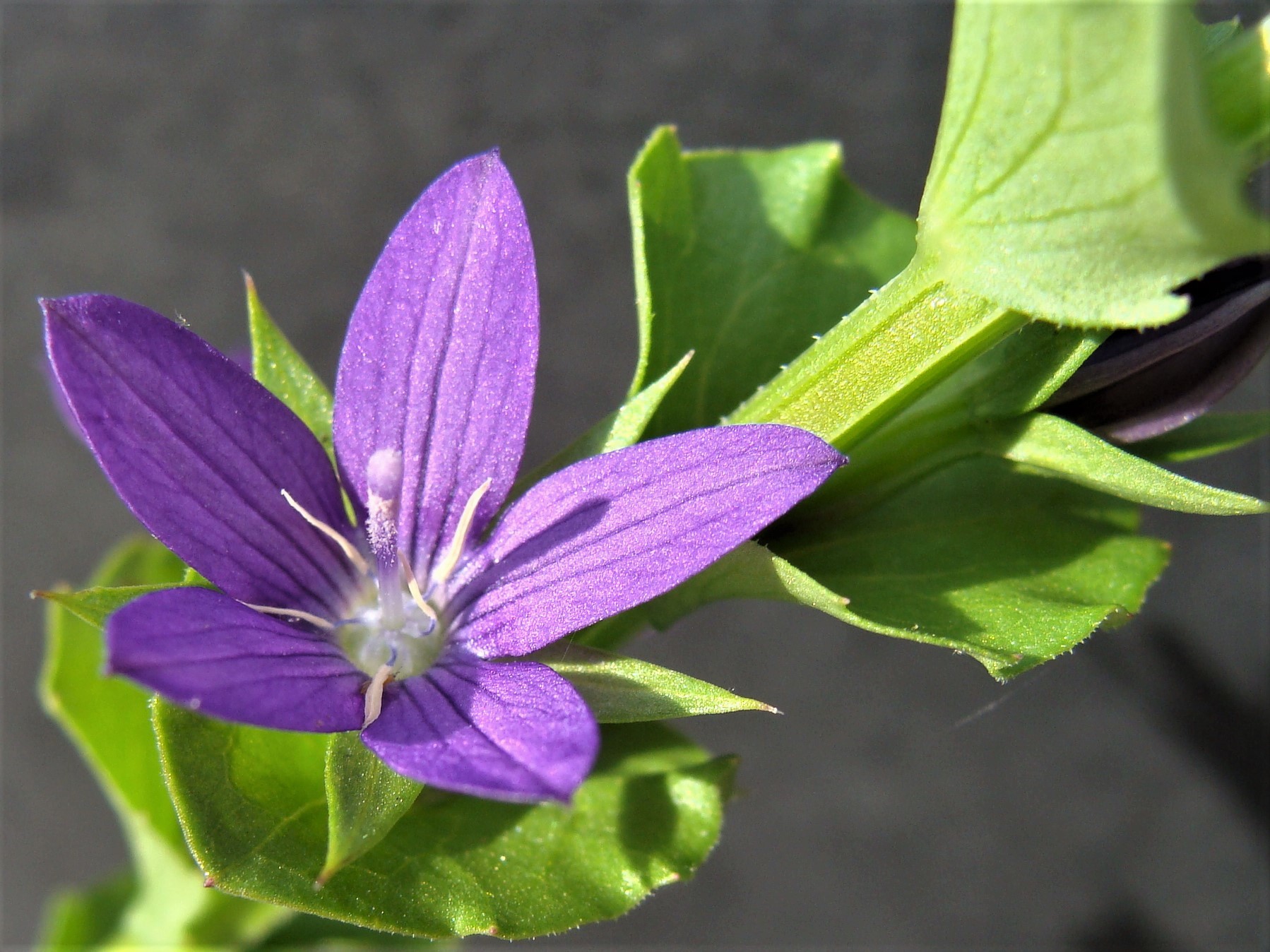 Arkansas Native Plants – Pink/Purple Flowers | Arkansas Native Plant ...