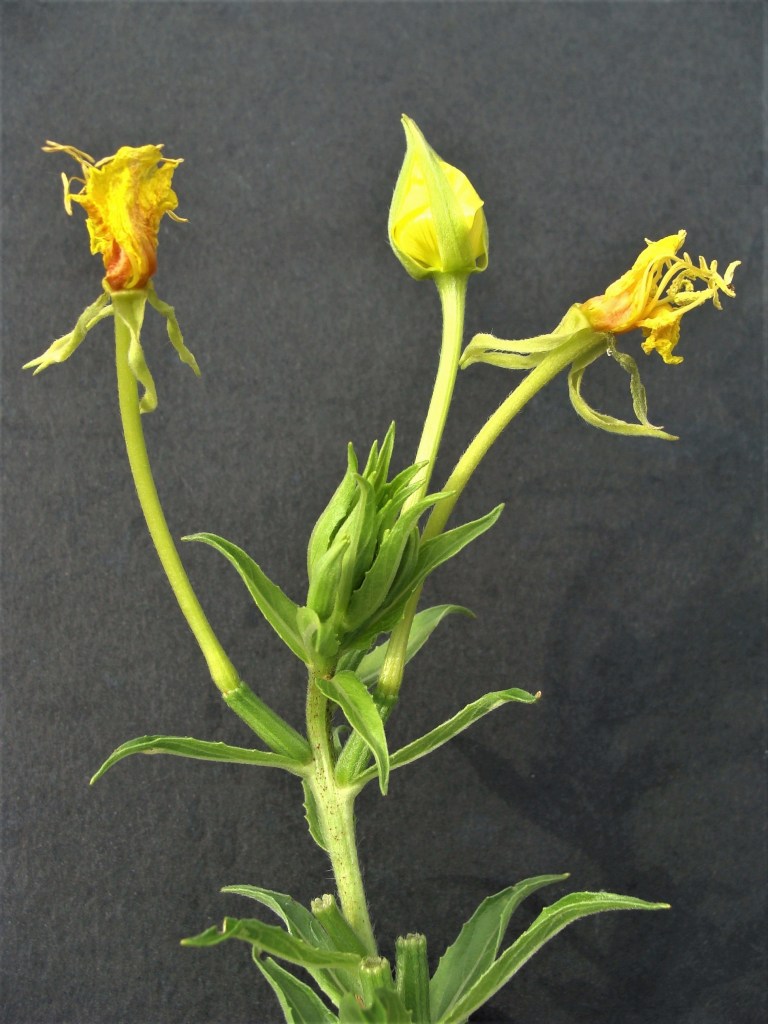 Know Your Natives – Common Evening Primrose | Arkansas Native Plant Society