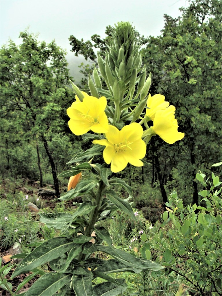 Know Your Natives – Common Evening Primrose | Arkansas Native Plant Society