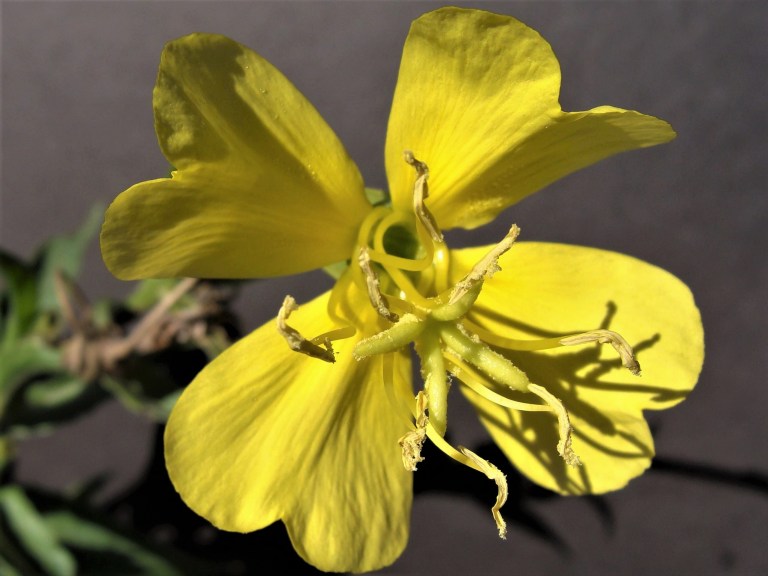 Know Your Natives – Common Evening Primrose | Arkansas Native Plant Society