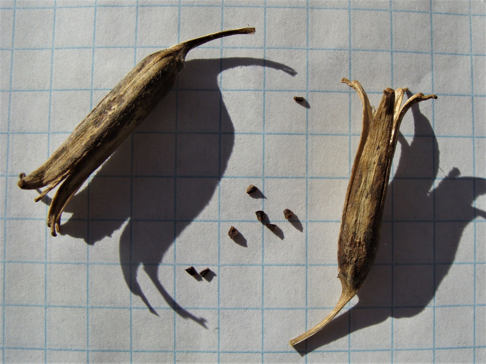 Know Your Natives – Common Evening Primrose | Arkansas Native Plant Society