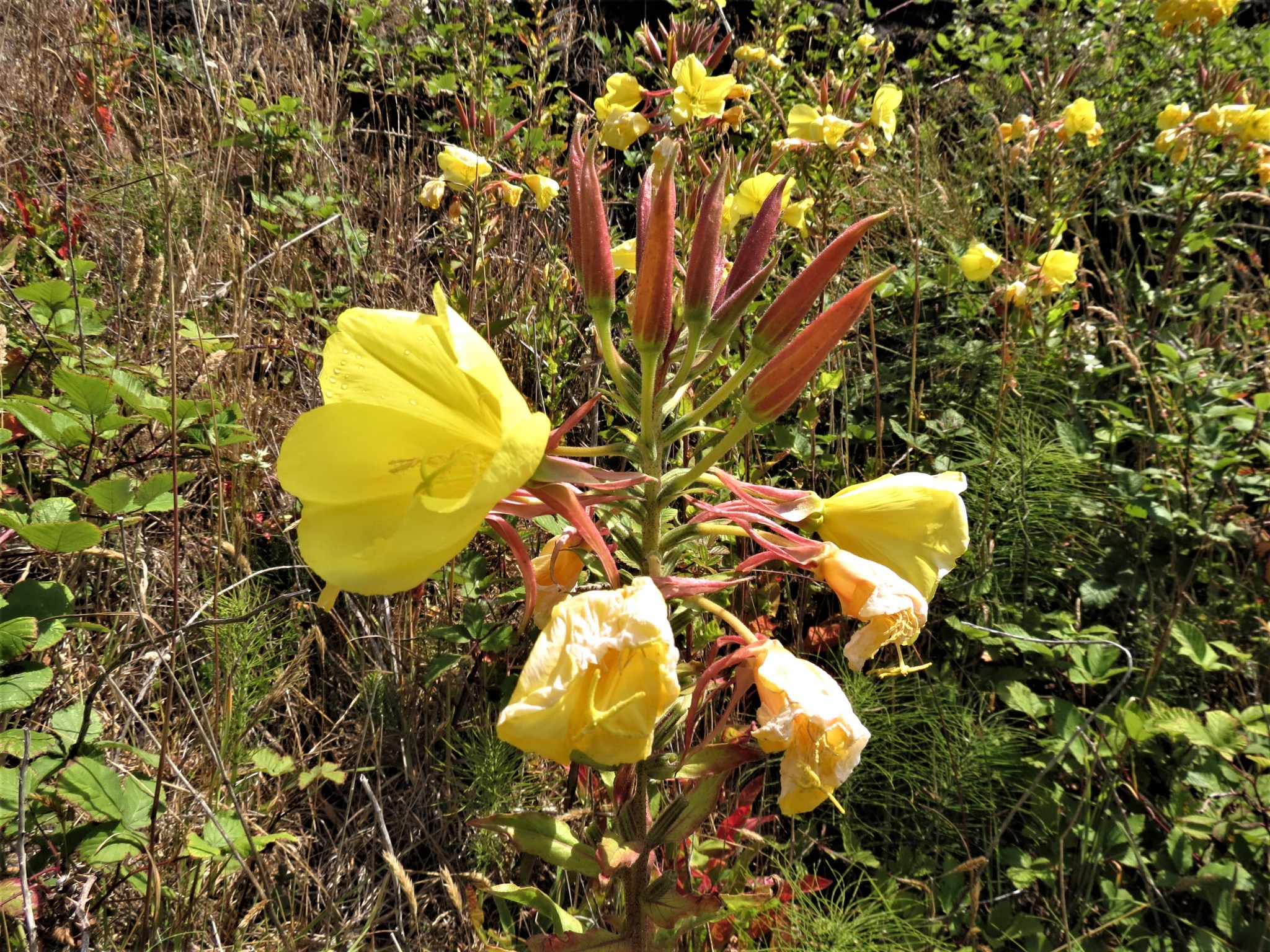 Know Your Natives – Common Evening Primrose | Arkansas Native Plant Society