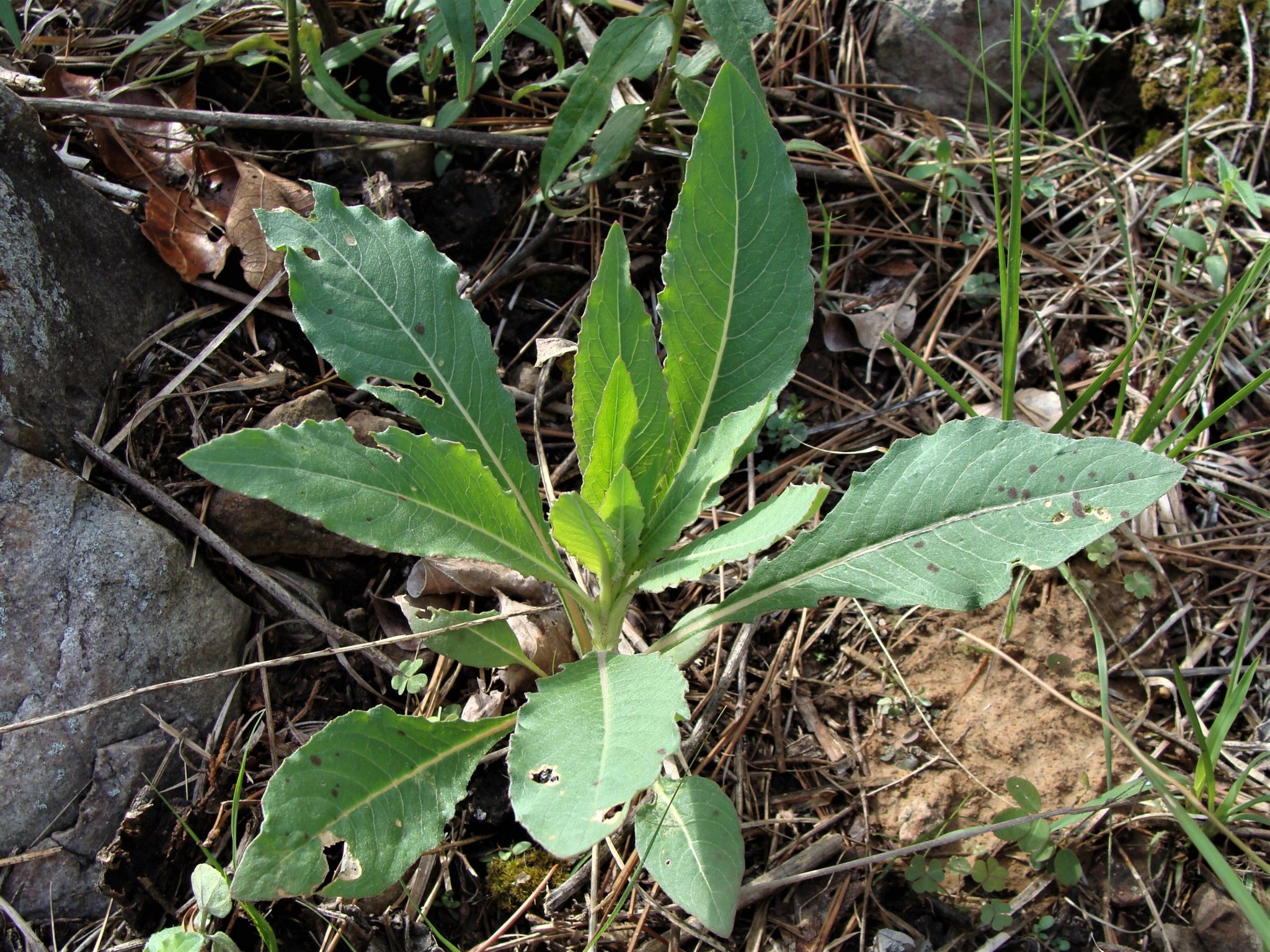 Know Your Natives – Common Evening Primrose | Arkansas Native Plant Society