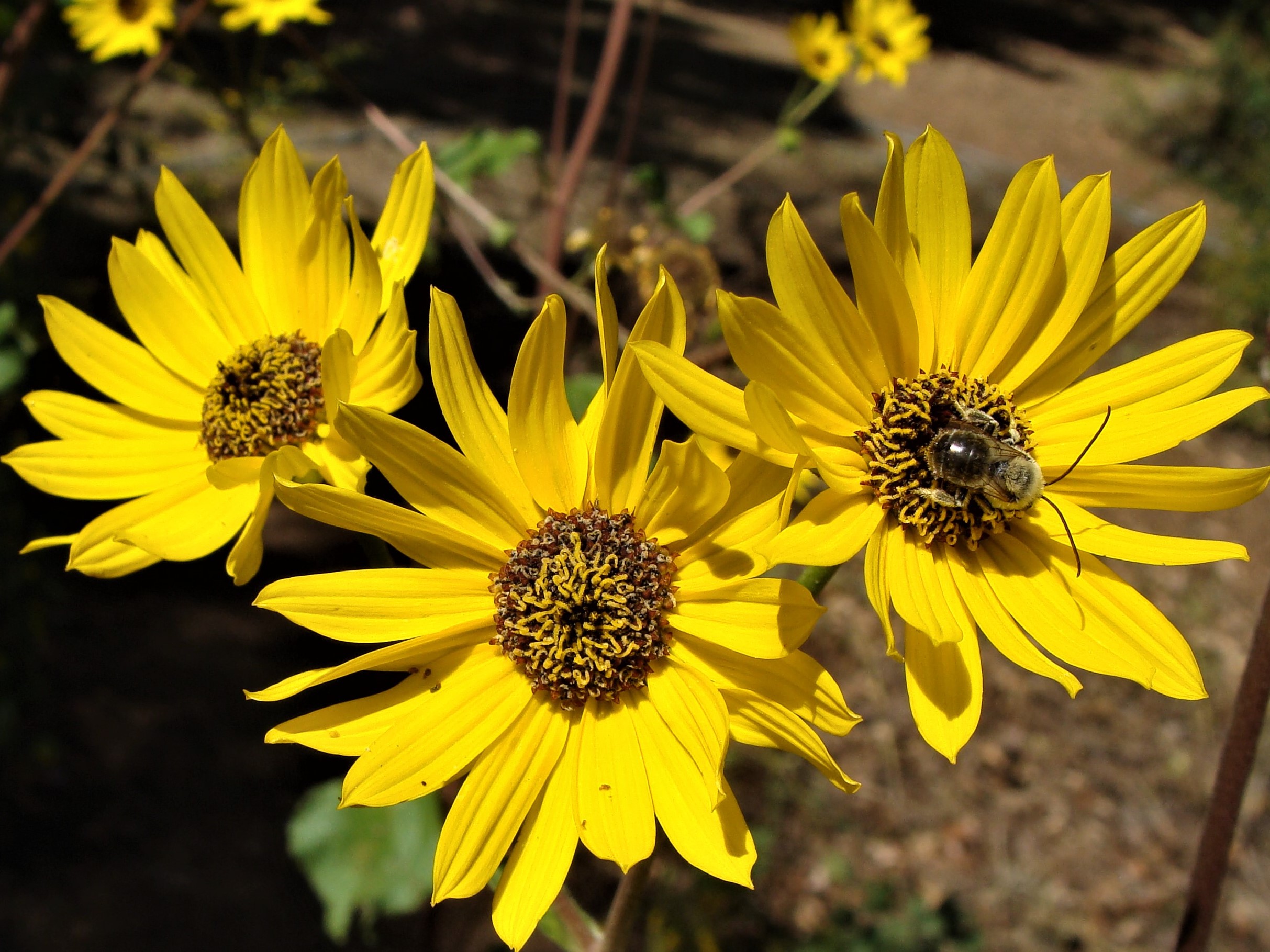 Arkansas Native Plants – Yellow Flowers | Arkansas Native Plant Society