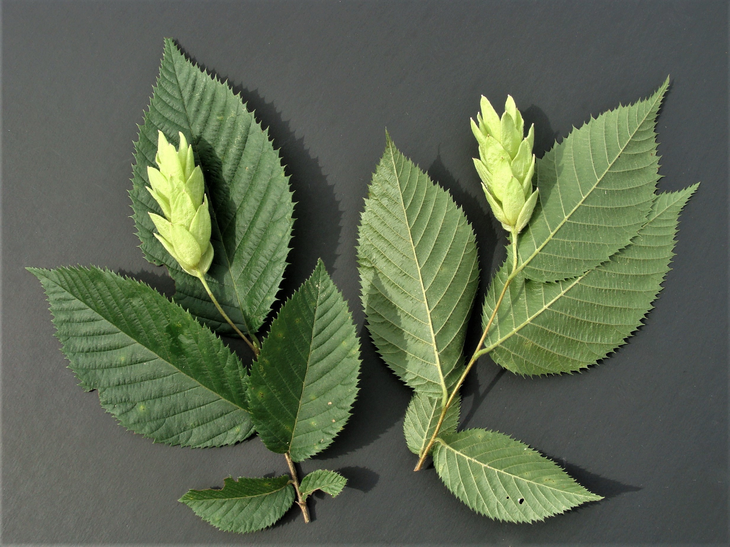 Know Your Natives – Hop Hornbeam | Arkansas Native Plant Society