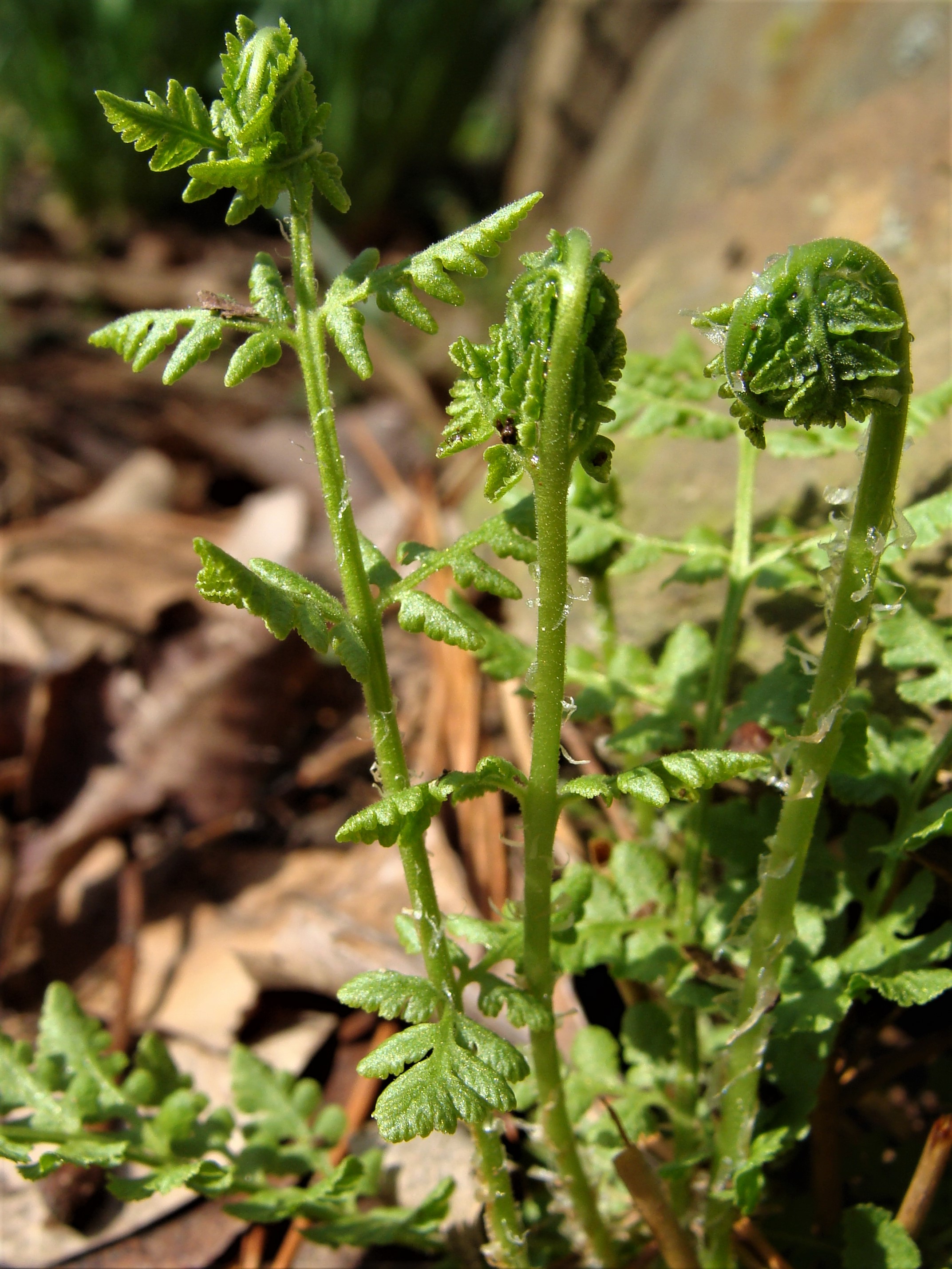 Know Your Natives – Blunt Lobed Woodsia | Arkansas Native Plant Society