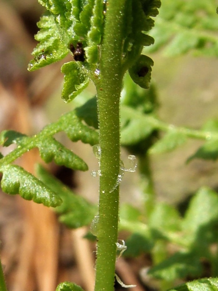 Know Your Natives – Blunt Lobed Woodsia | Arkansas Native Plant Society