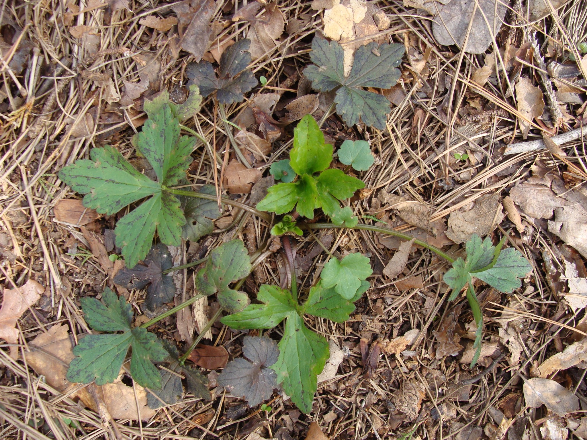 Current Articles-ANPS Blog | Arkansas Native Plant Society | We ...