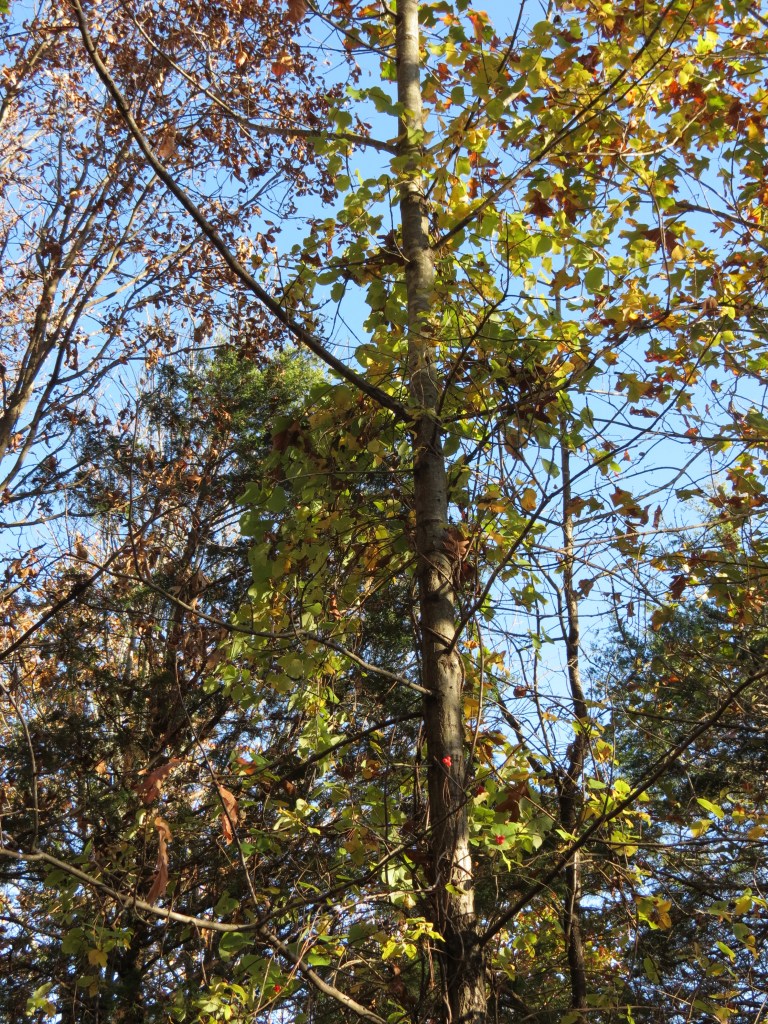 Know Your Natives – Yellow Honeysuckle | Arkansas Native Plant Society