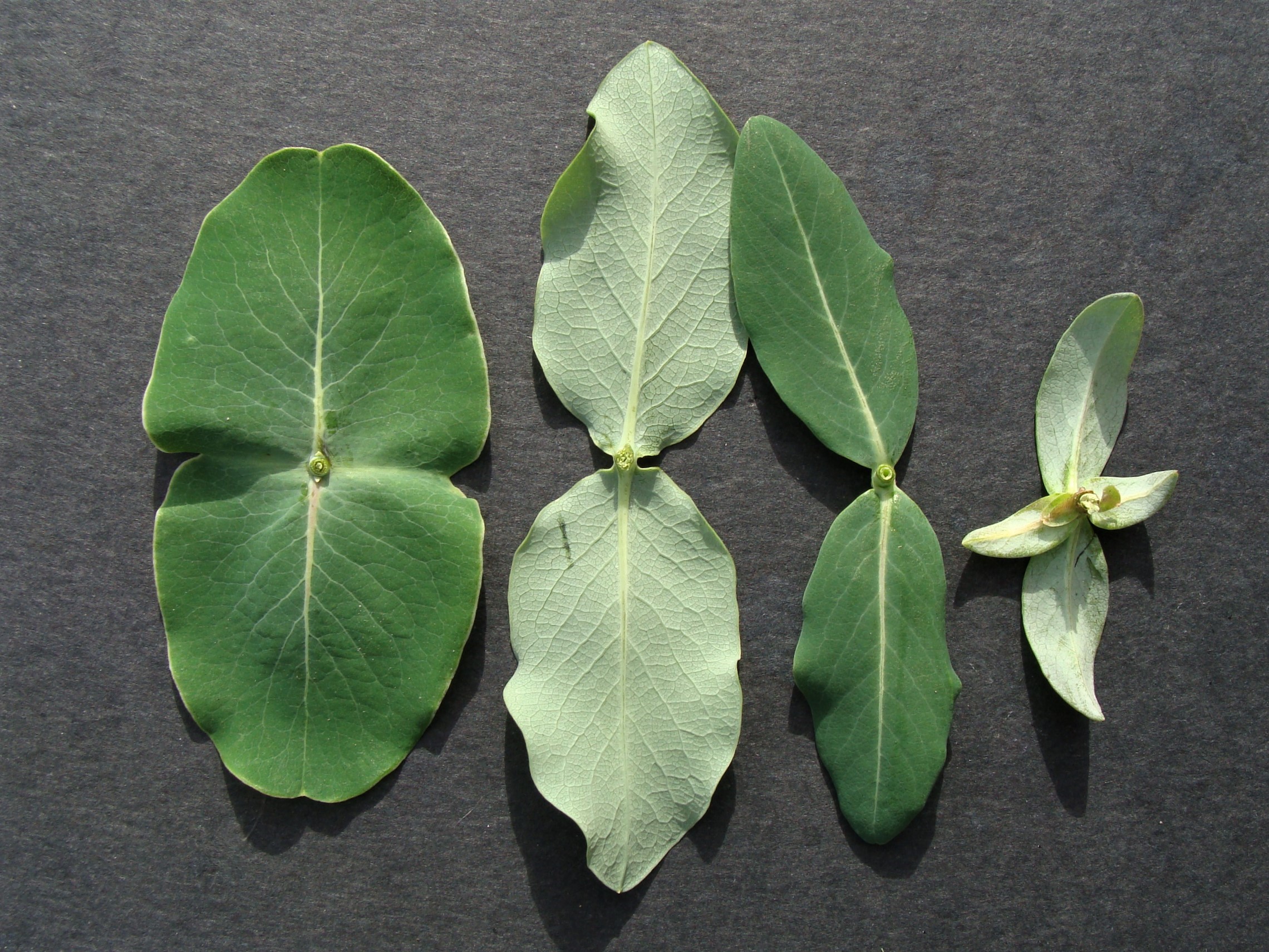 Know Your Natives – Yellow Honeysuckle | Arkansas Native Plant Society